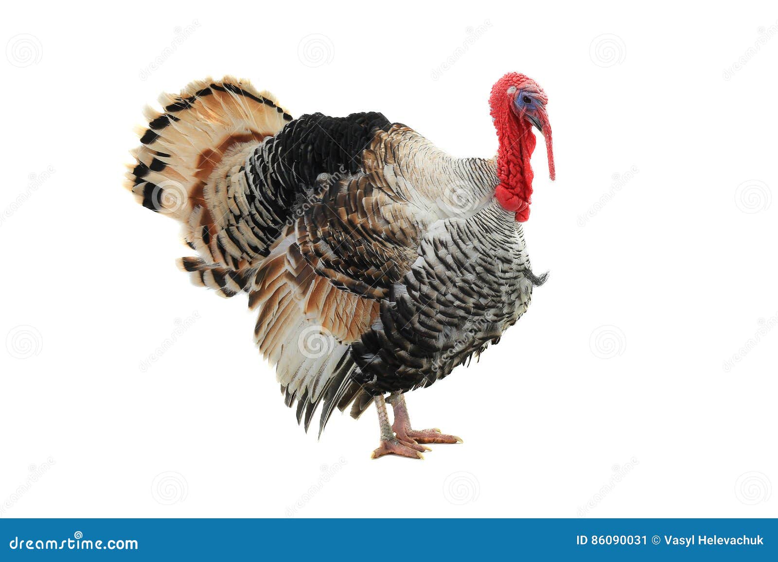 Dindon image stock. Image du earth, dinde, gris, ailes - 86090031