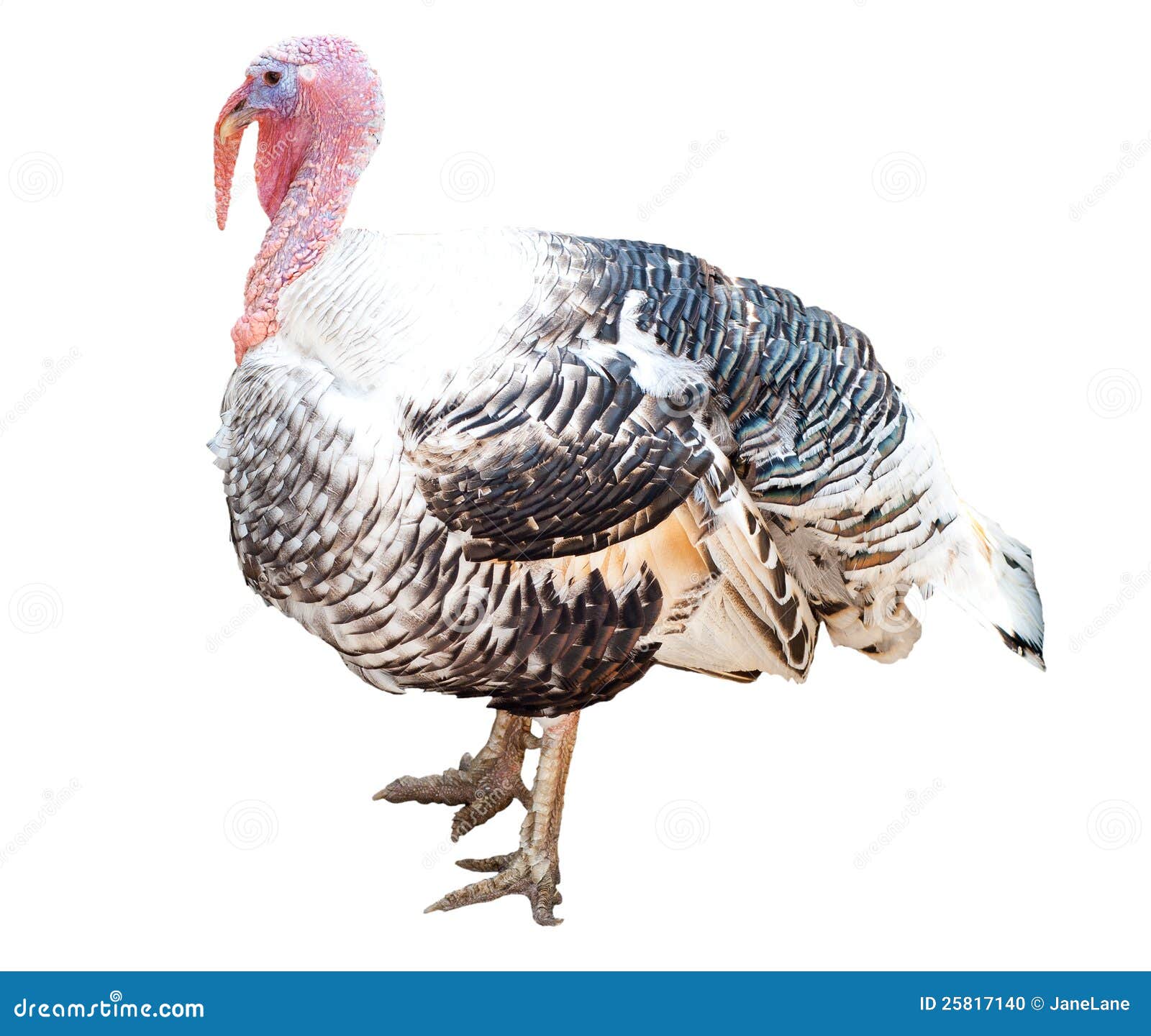 Dindon au-dessus de blanc photo stock. Image du oiseau - 25817140