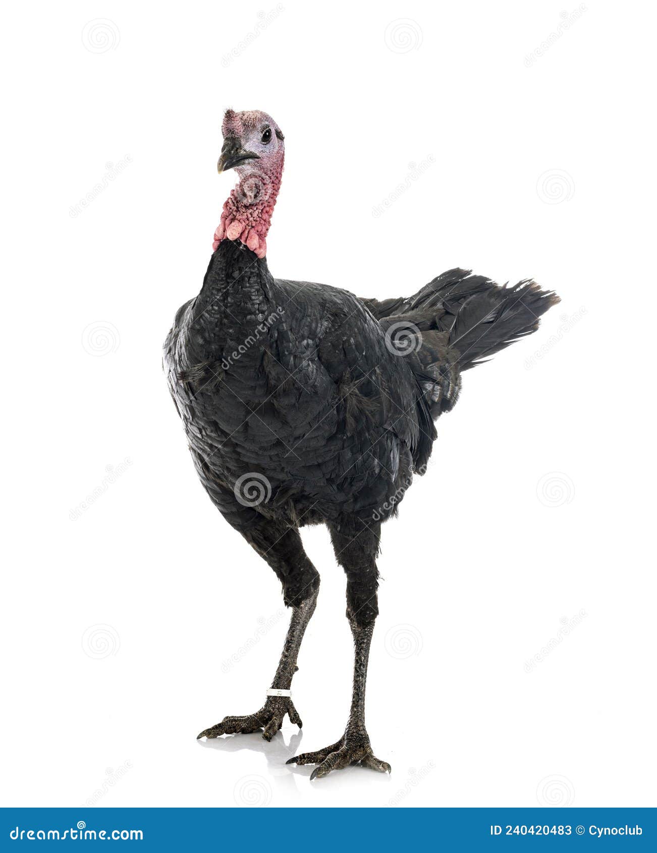 Dindon noir de Sologne stock image. Image of french - 240420483
