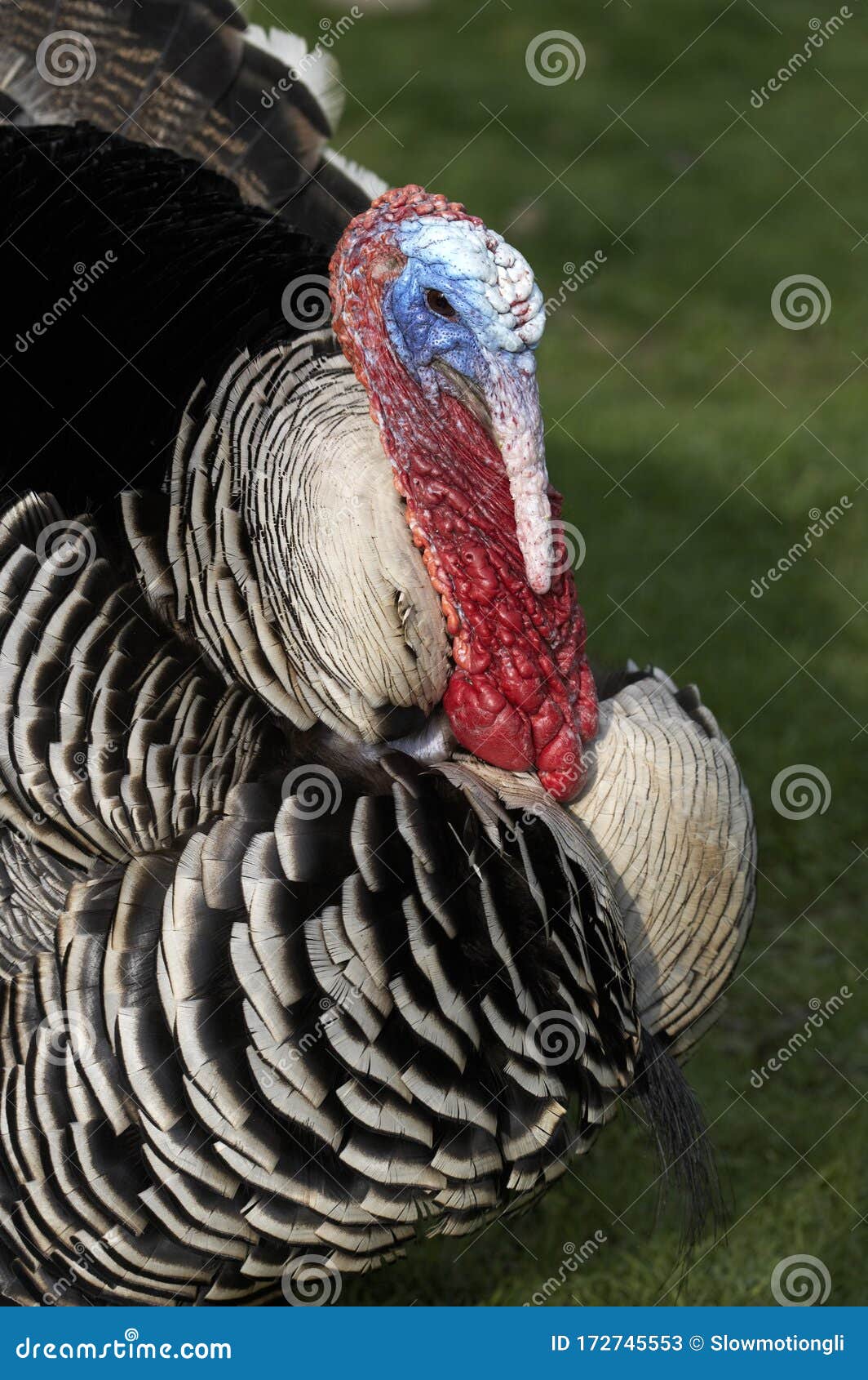 Portrait Of Dindon Rouge Des Ardennes Turkey Royalty-Free Stock ...