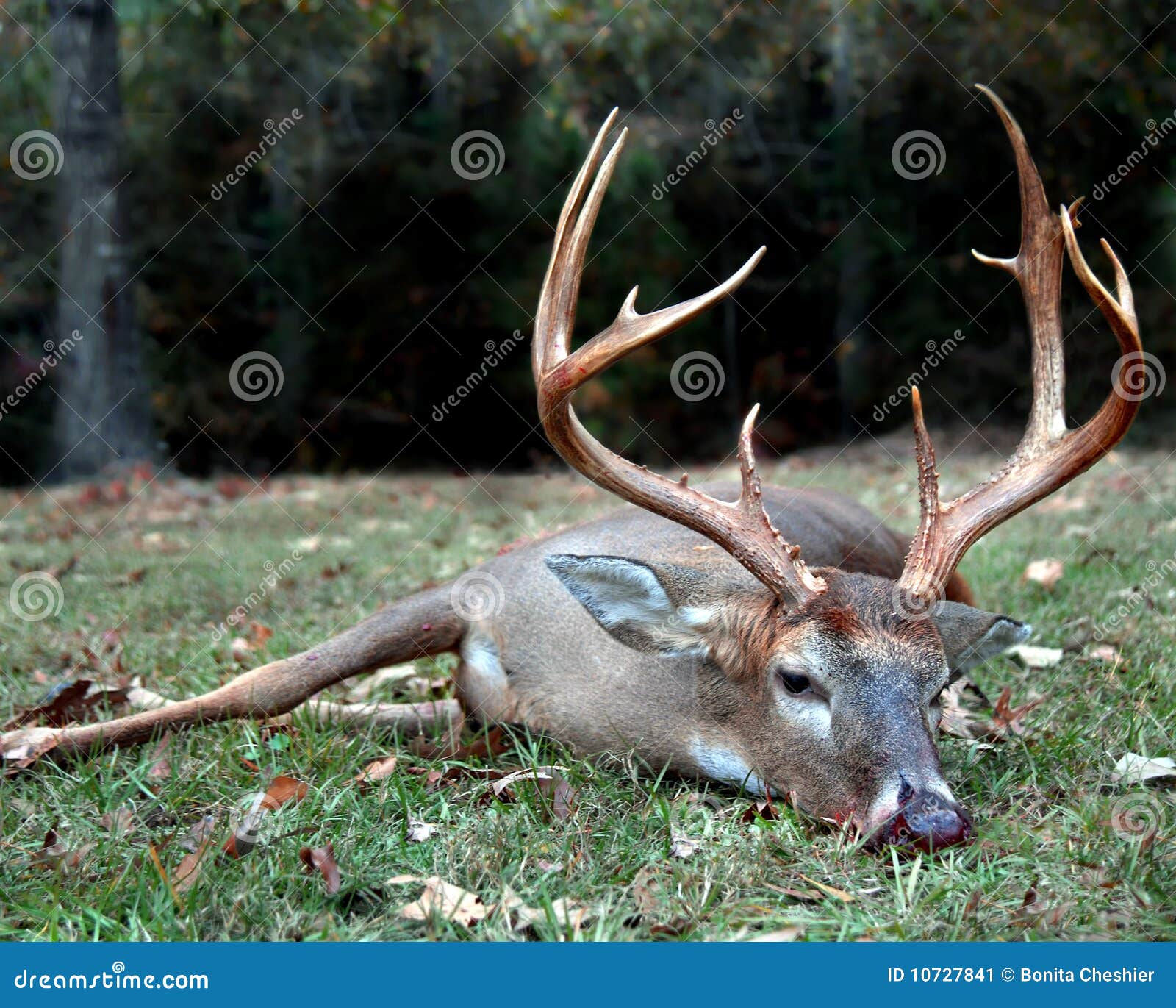 Dineral imagen de archivo. Imagen de reventar, grande - 10727841