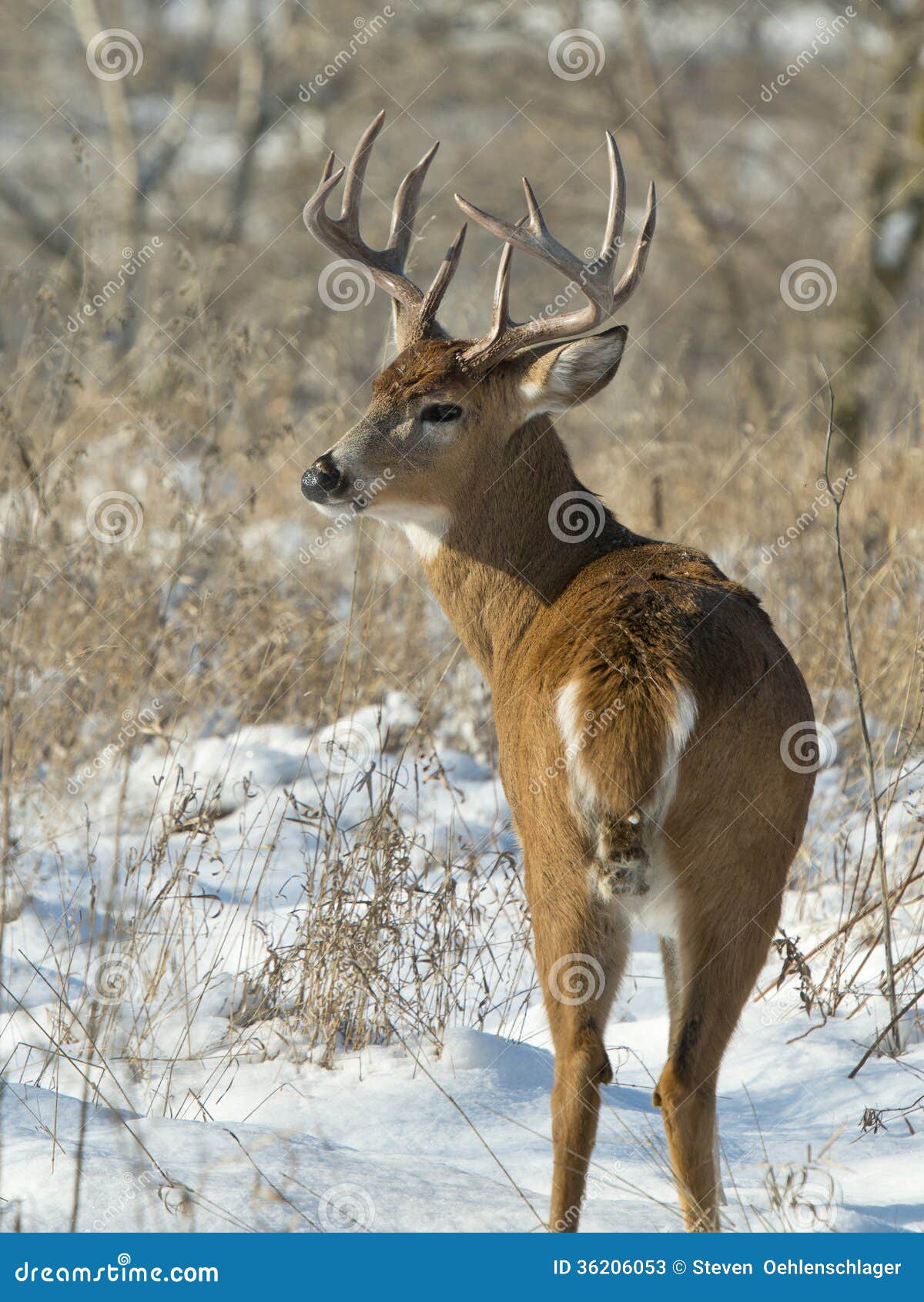 Dineral imagen de archivo. Imagen de estante, bosque - 36206053