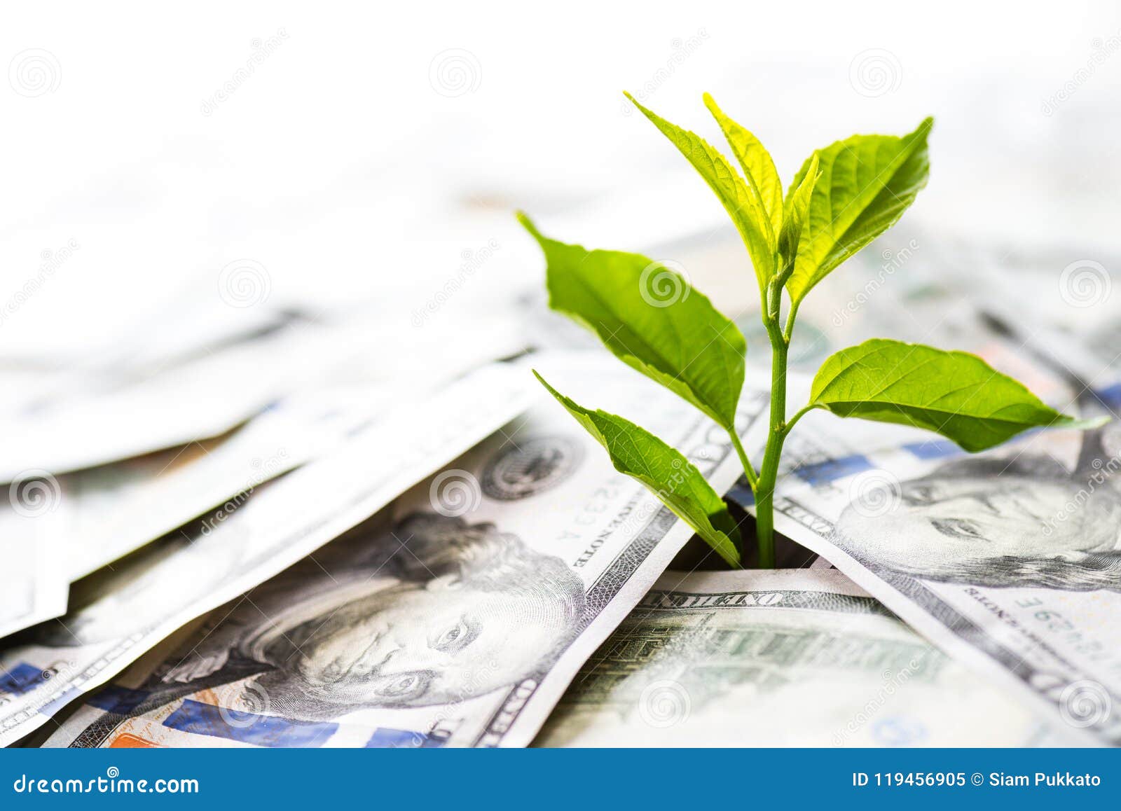 Dinero Creciente E Inversiones Imagen de archivo - Imagen de interés ...