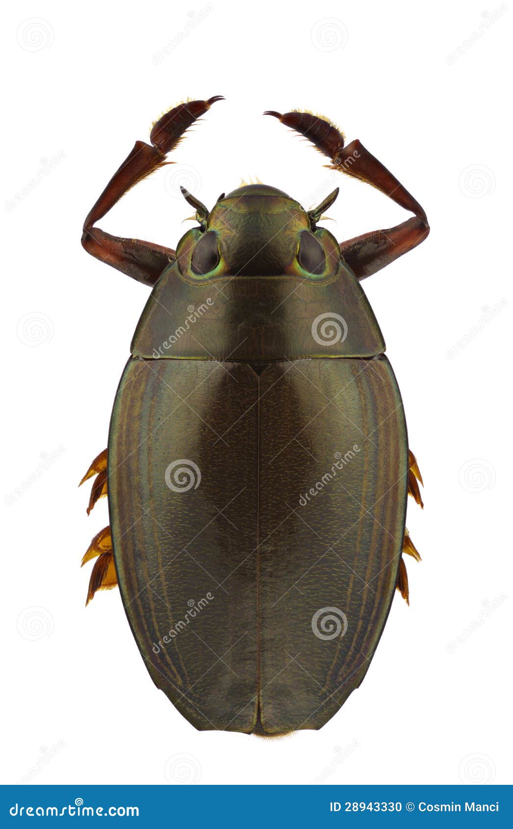 Dineutus stock photo. Image of arthropod, zoology, white - 28943330