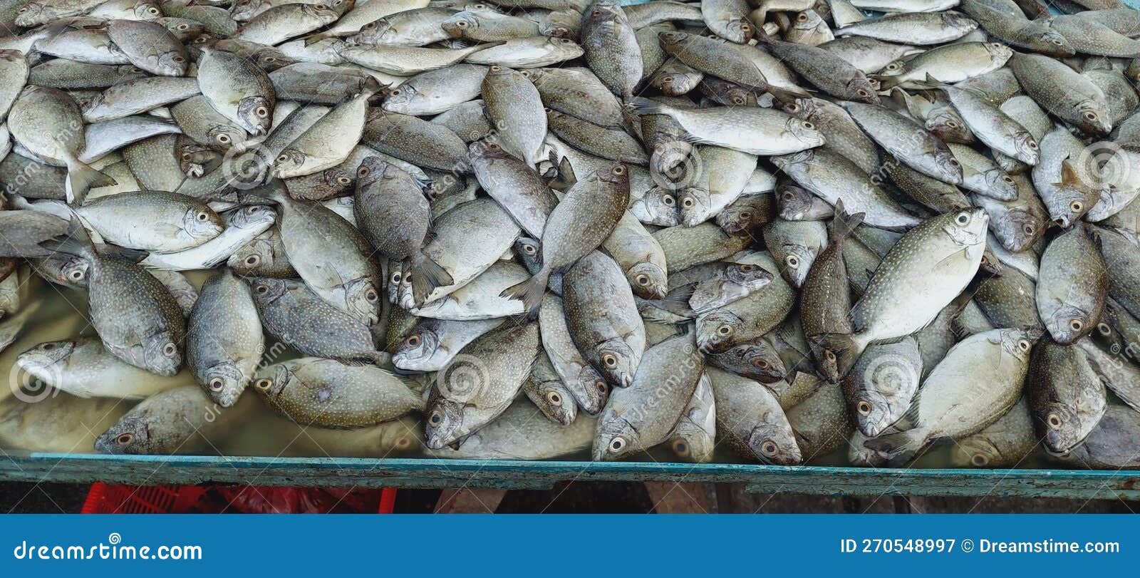 Dingkis Fish Typical of Chinese New Year Preparation Stock Image ...