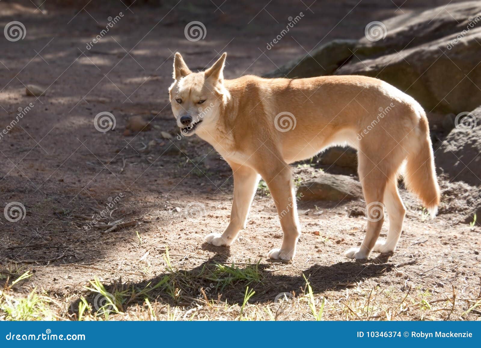 Dingo stock photo. Image of dingo, snarl, australian - 10346374