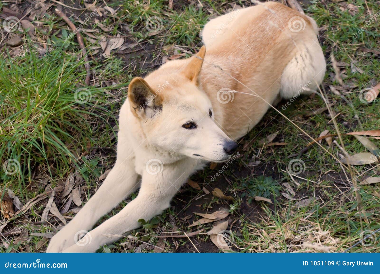Dingo Royalty Free Stock Images - Image: 1051109
