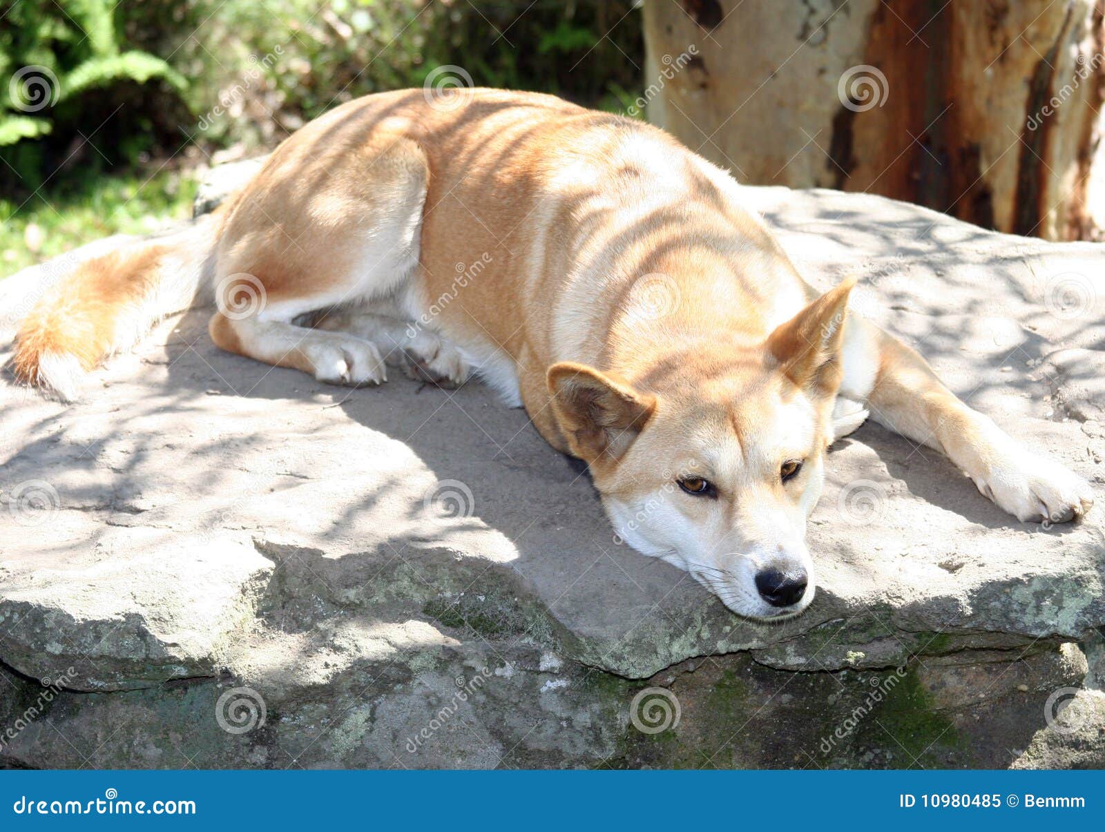 Dingo stock image. Image of creature, wild, cute, yellow - 10980485