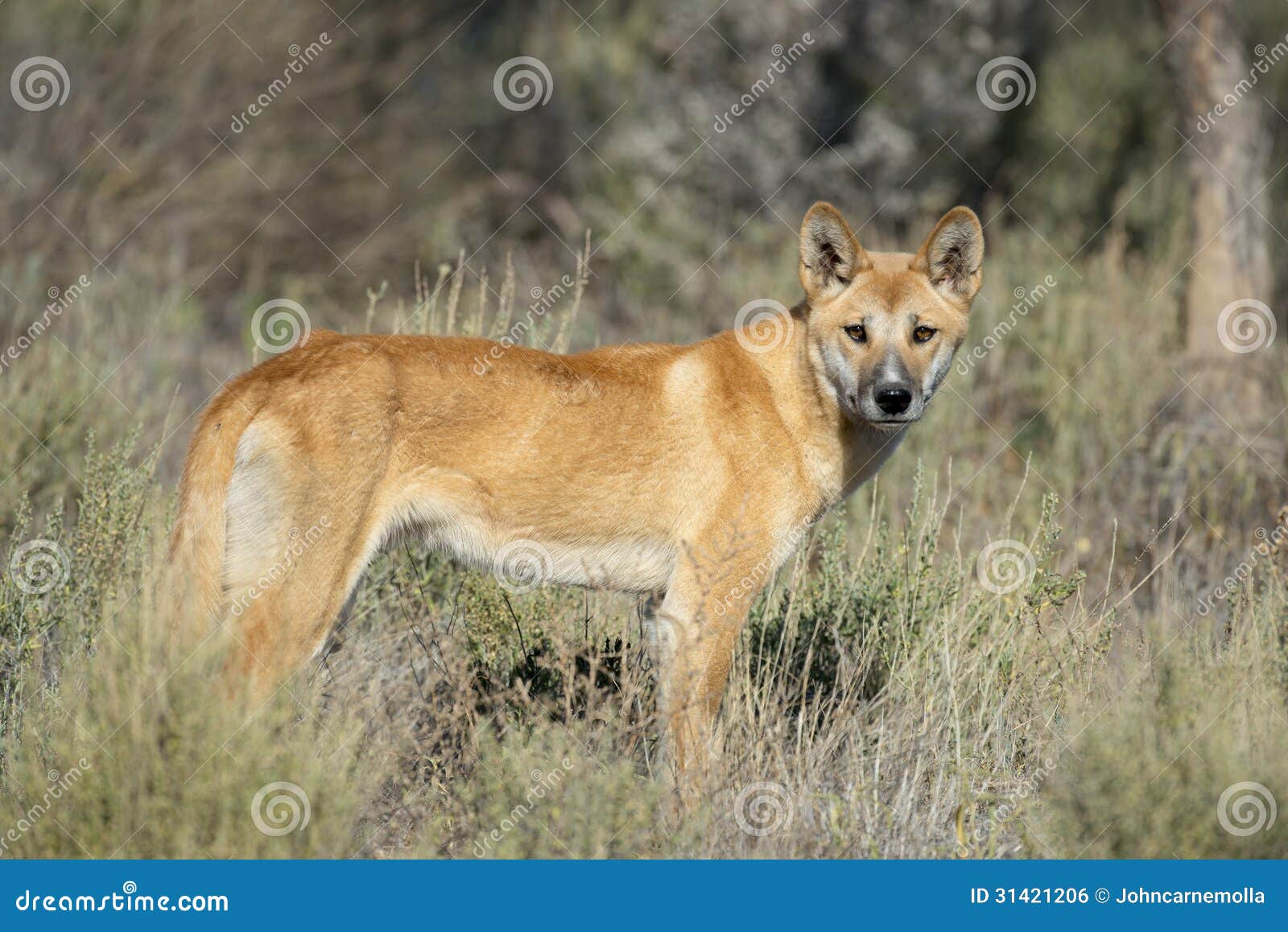 Dingo zdjęcie stock. Obraz złożonej z dziki, australijczycy - 31421206