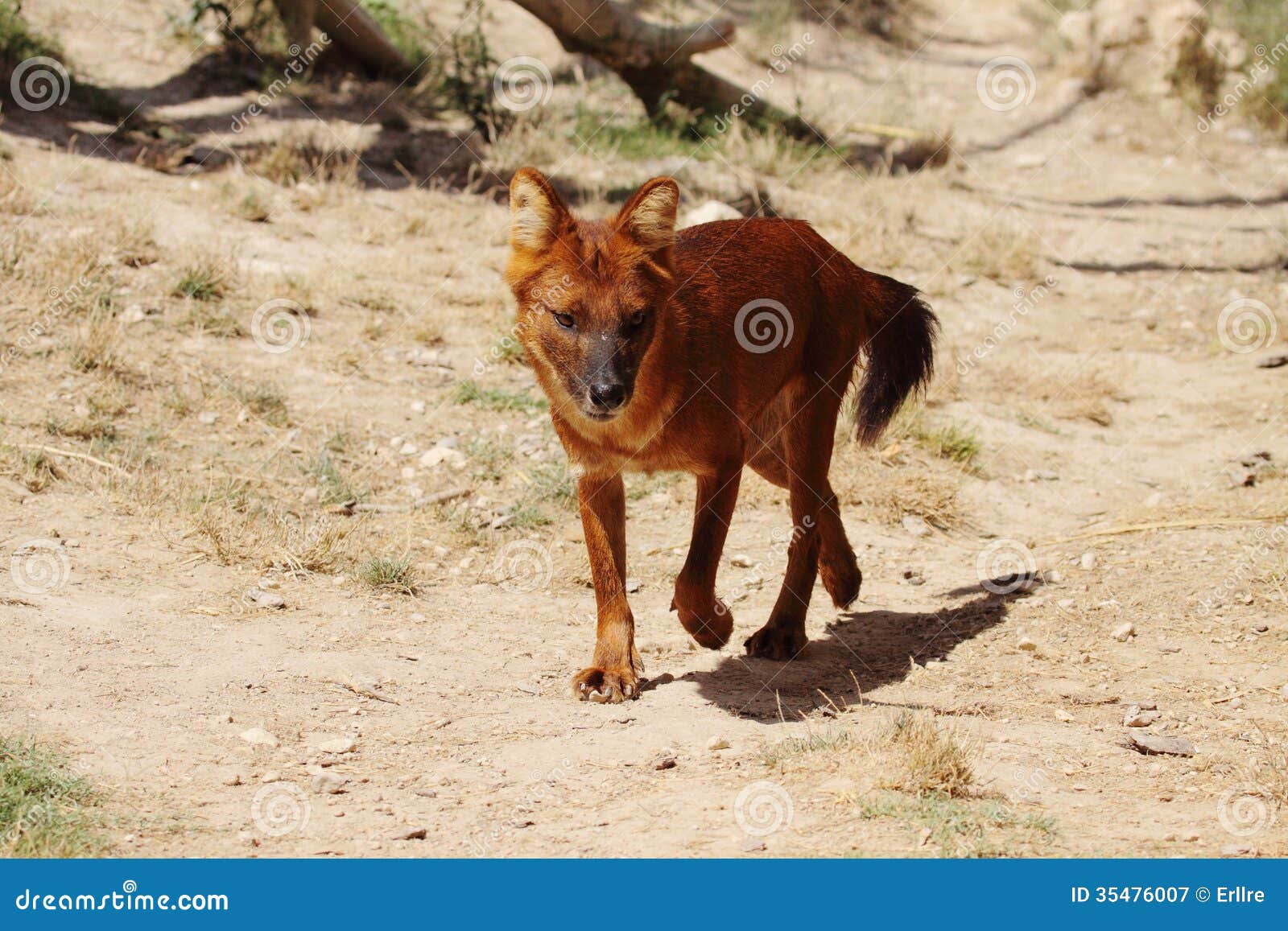 Dingo obraz stock. Obraz złożonej z opustoszały, przyroda - 35476007