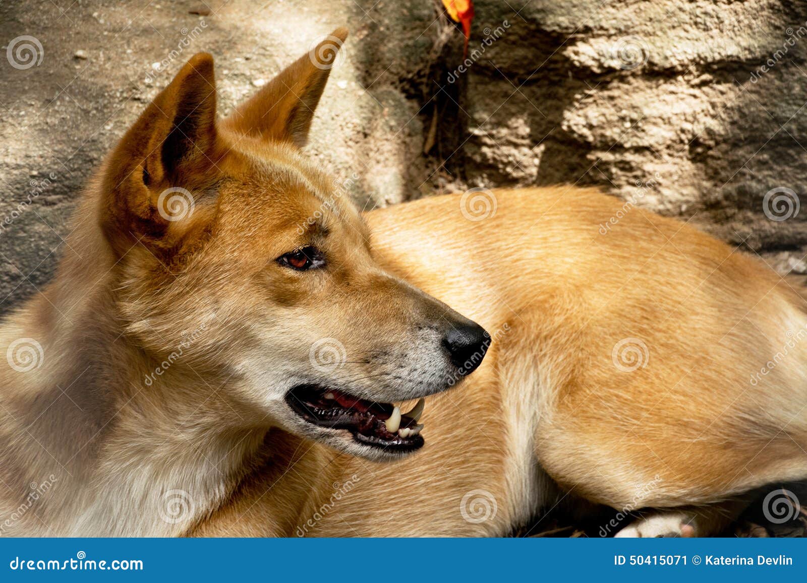 Dingo stock afbeelding. Image of zandig, eter, australië - 50415071