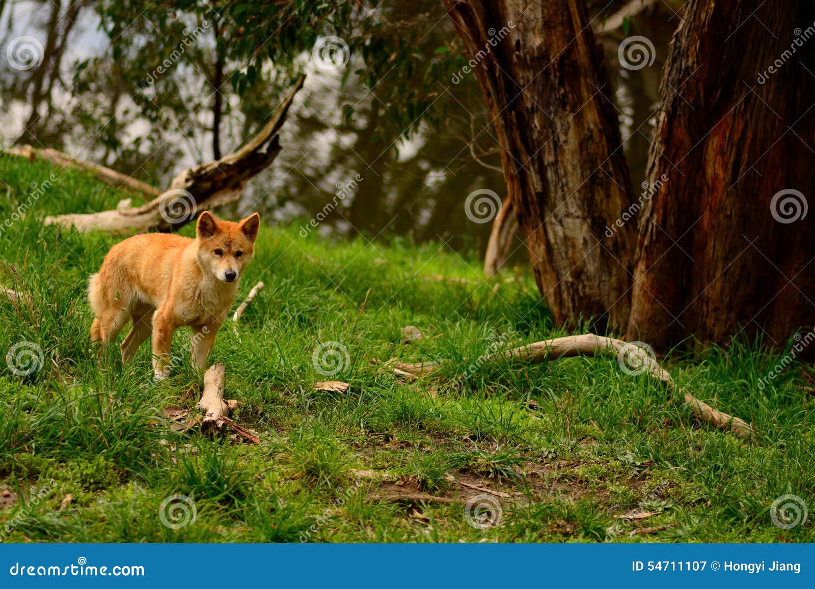 Dingo imagen de archivo. Imagen de cala, genético, caminata - 54711107