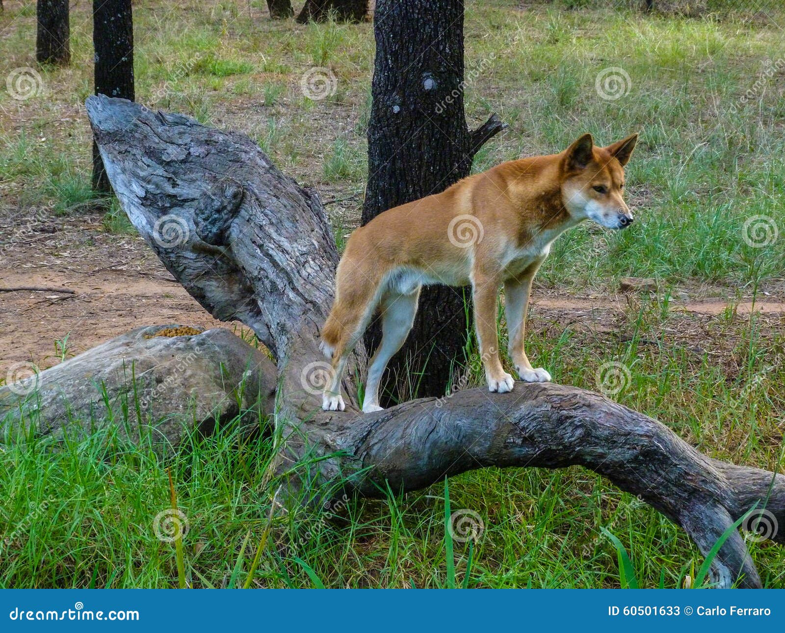 Dingo stock image. Image of desert, territory, endemic - 60501633