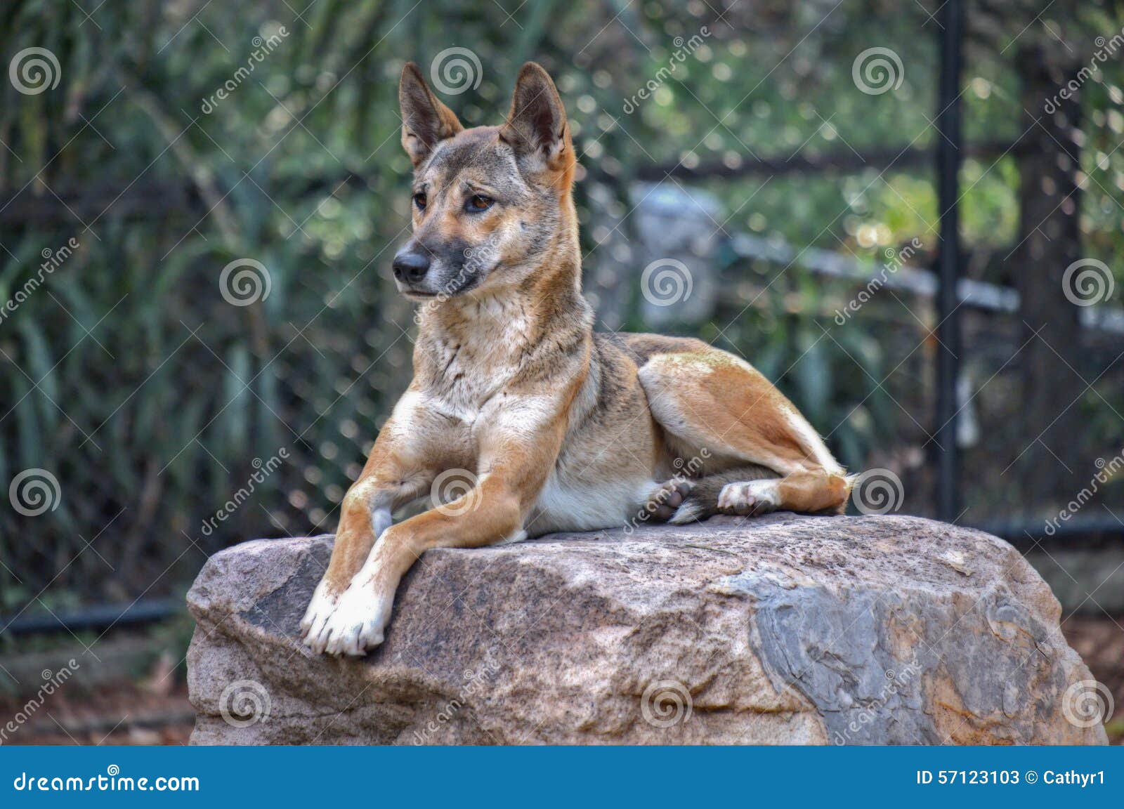 Dingo stock image. Image of hunter, native, predator - 57123103