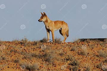 Dingo in Australian Outback Stock Photo - Image of australian, nature ...