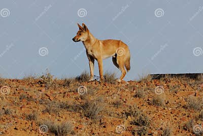 Dingo in Australian Outback Stock Photo - Image of australian, nature ...