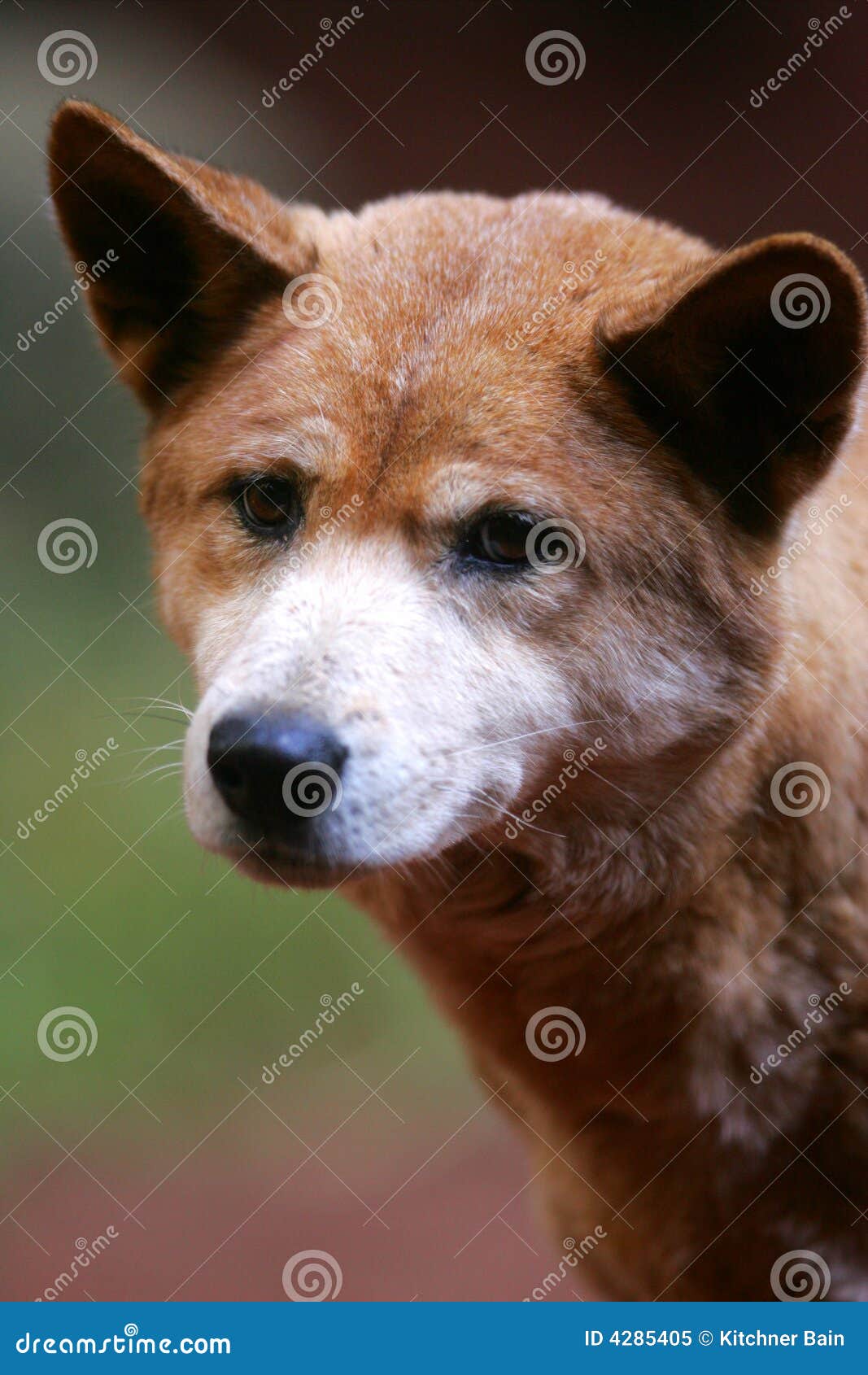 Dingo australijski obraz stock. Obraz złożonej z paczka - 4285405