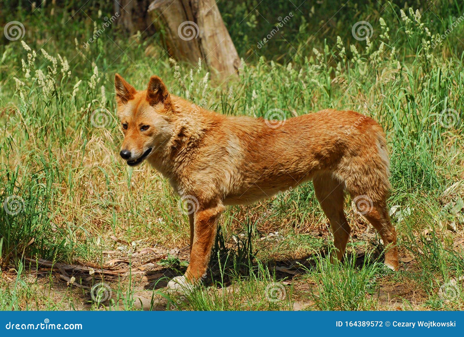 The Dingo Canis Lupus Dingo or Canis Dingo is a Type of Feral Dog ... The Dingo Canis Lupus Dingo or Canis Dingo is a Type of Feral Dog ...