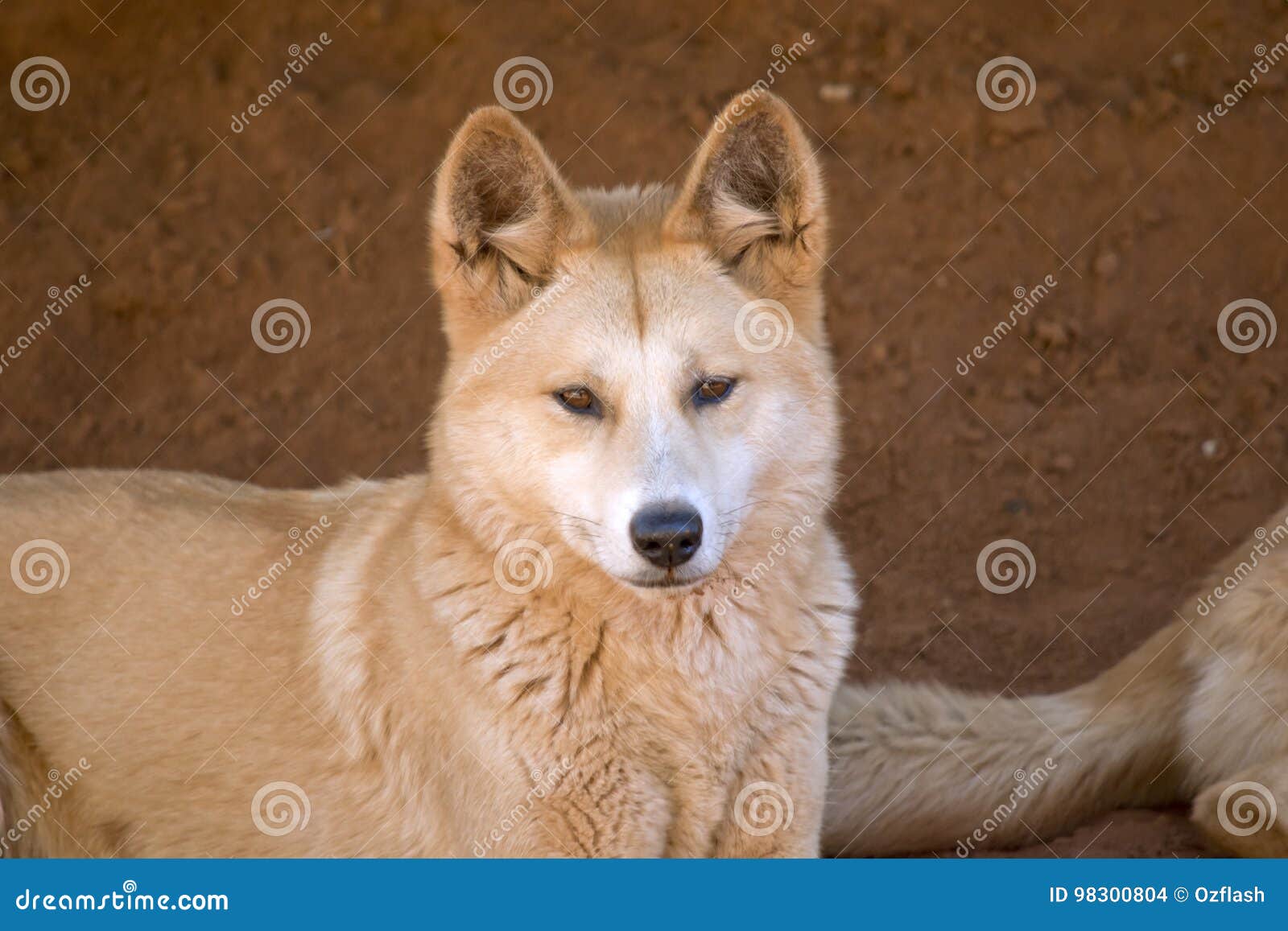 Dingo stock photo. Image of animal, golden, nose, black - 98300804