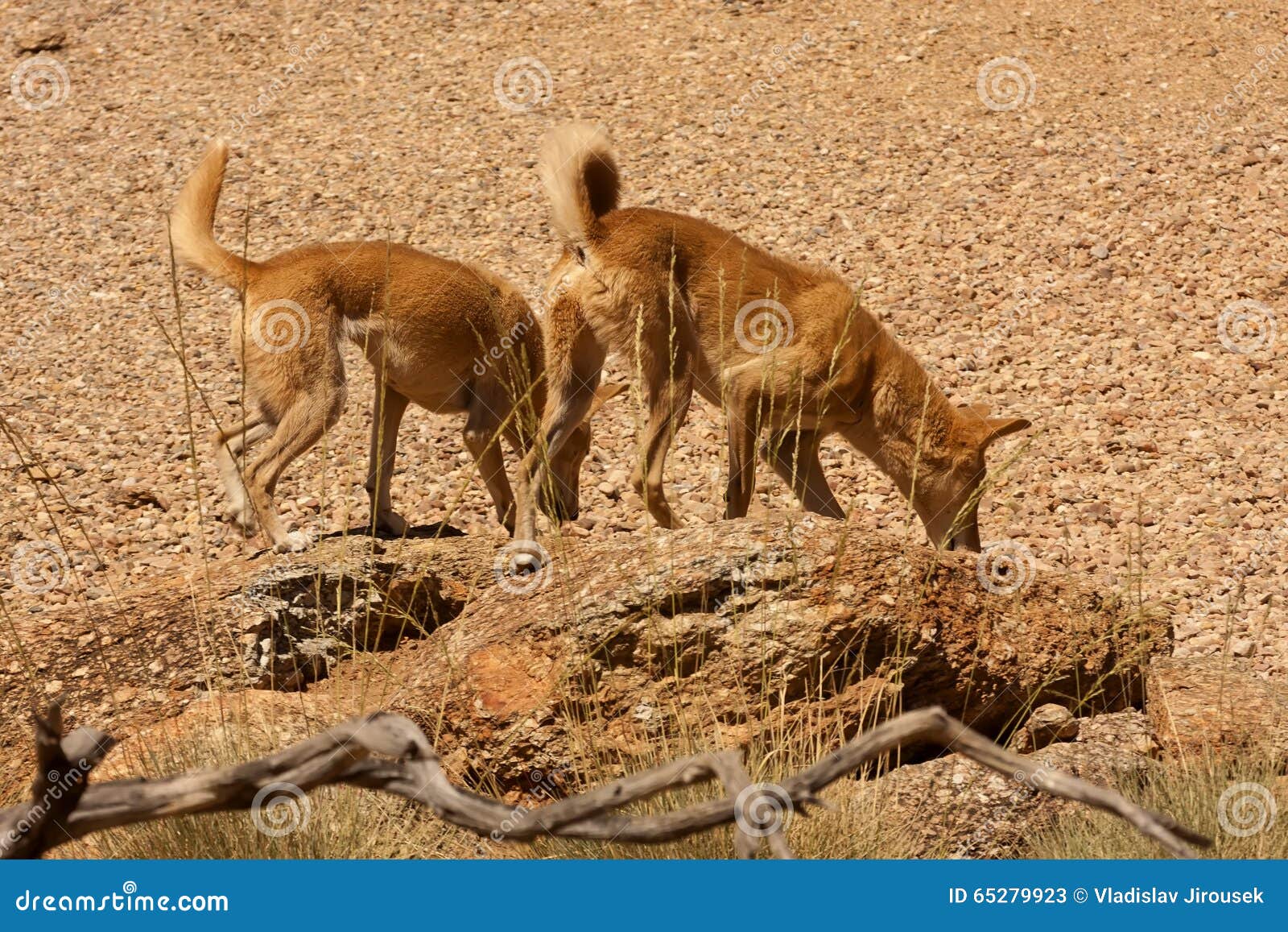 Dingo De Chiens Sauvages, Australie Image stock - Image du australie ...