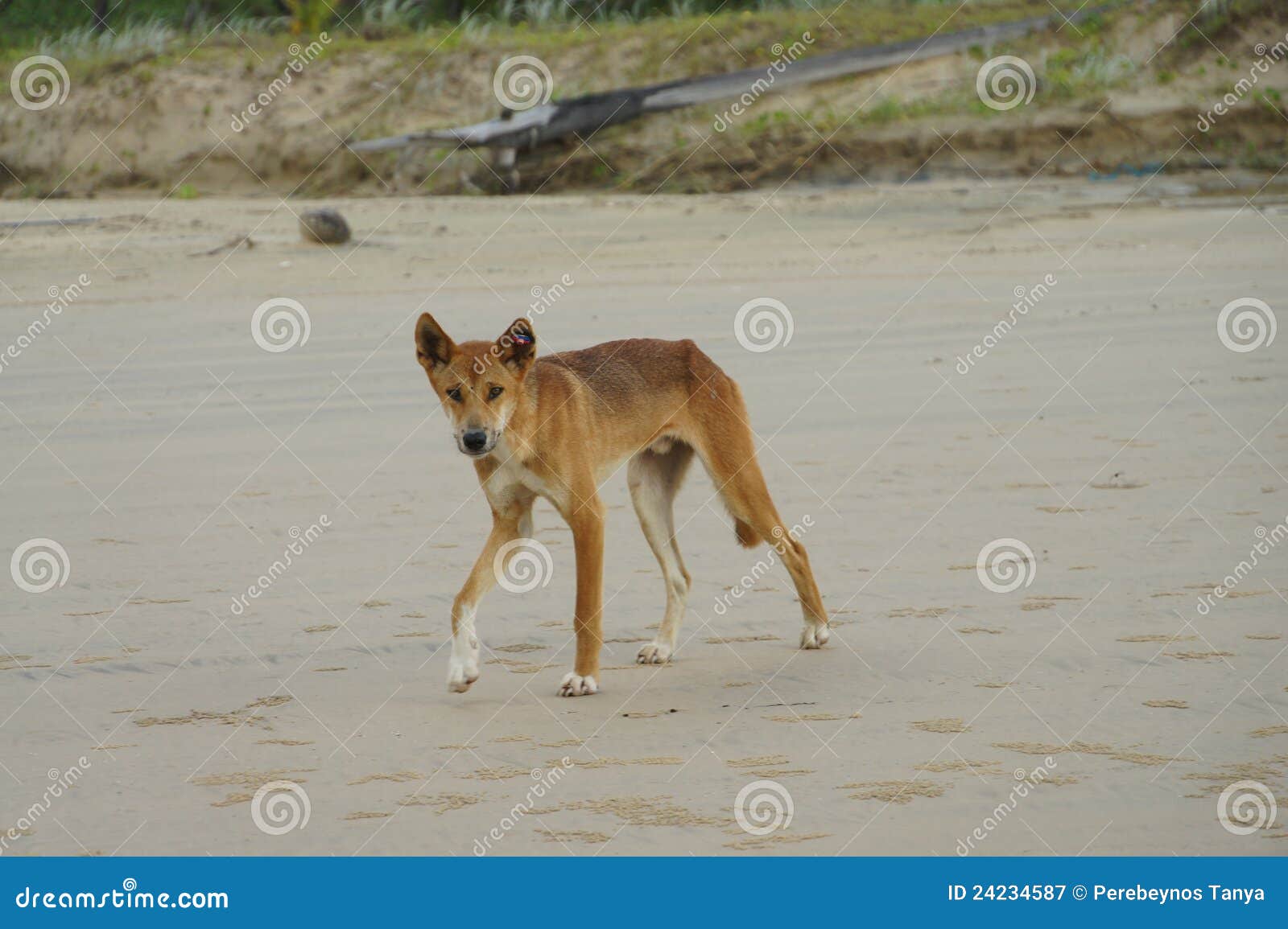Dingo del perro salvaje imagen de archivo. Imagen de arena - 24234587
