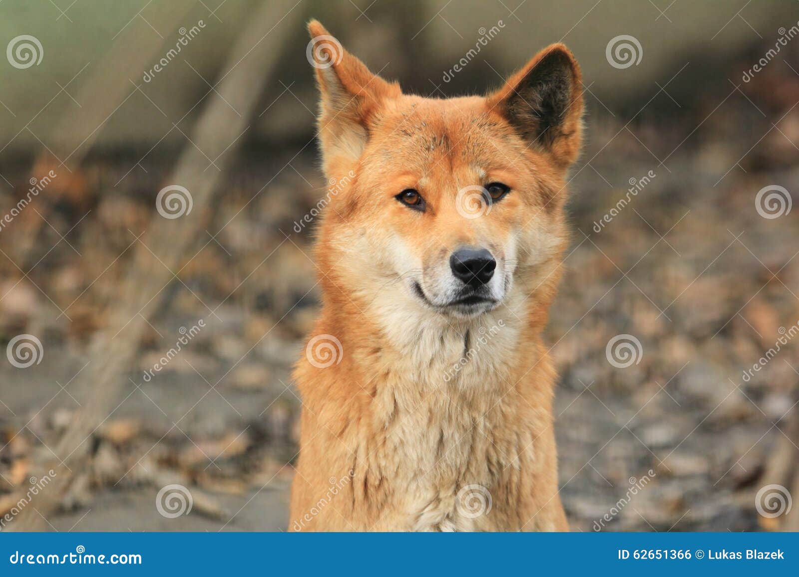 Dingo stock photo. Image of canis, lupus, nature, mammal - 62651366