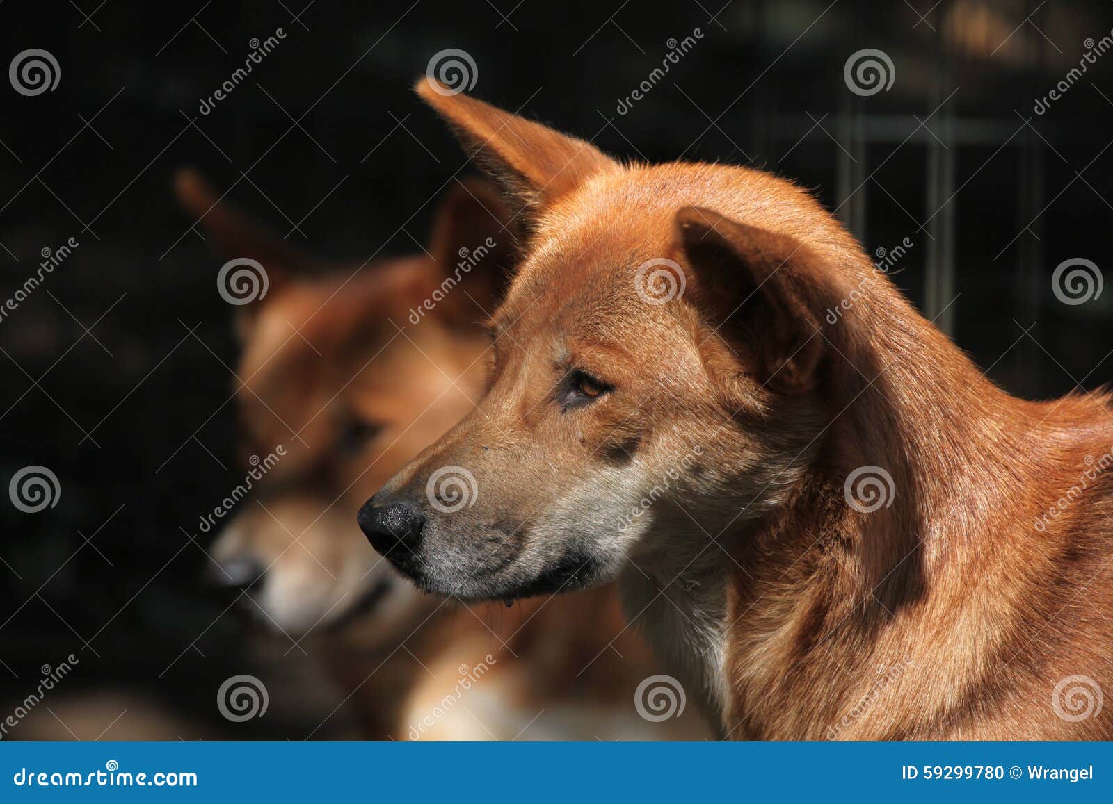 Dingo (dingo Di Canis Lupus) Fotografia Stock - Immagine di cane, testa ...