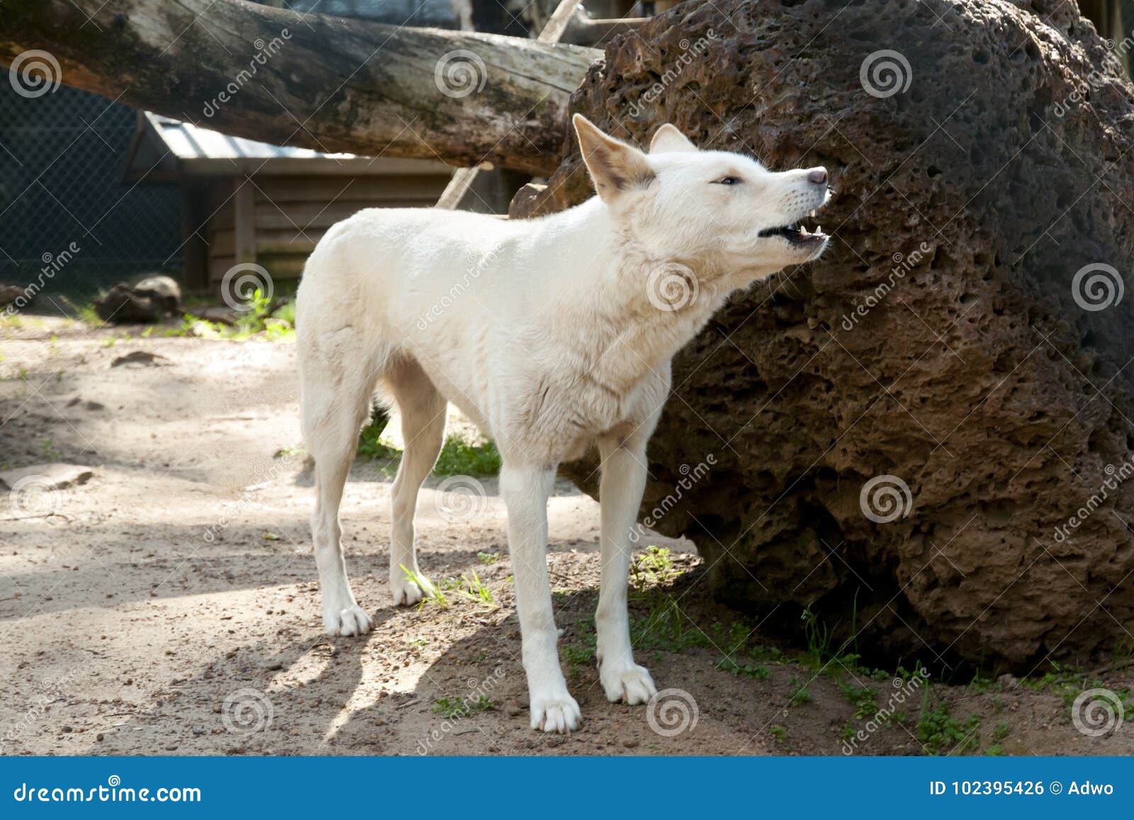 Dingo Dog stock photo. Image of wild, native, animal - 102395426