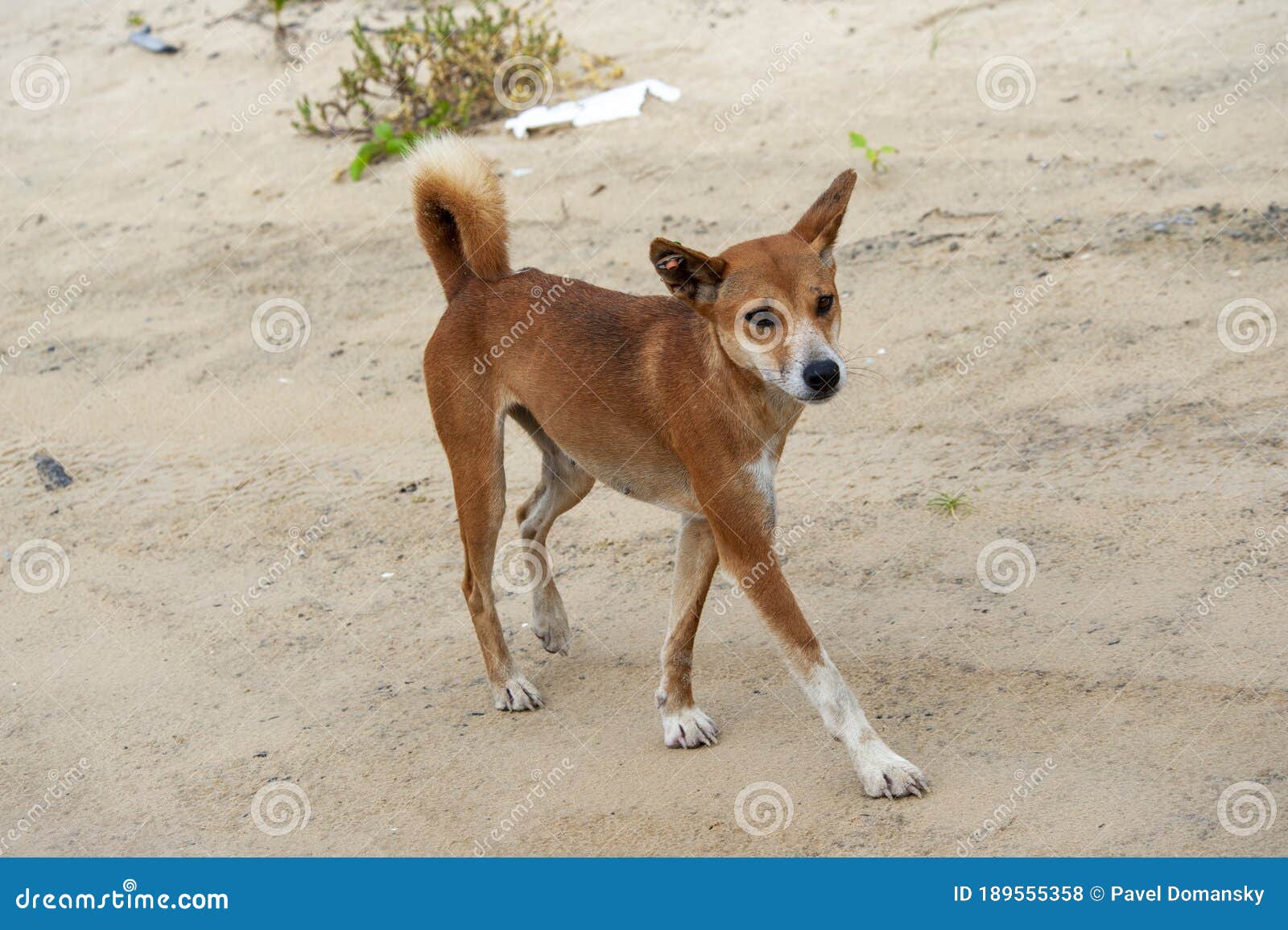 The Dingo Dog Lives on the Sandy Island of Fraser Stock Photo - Image ...