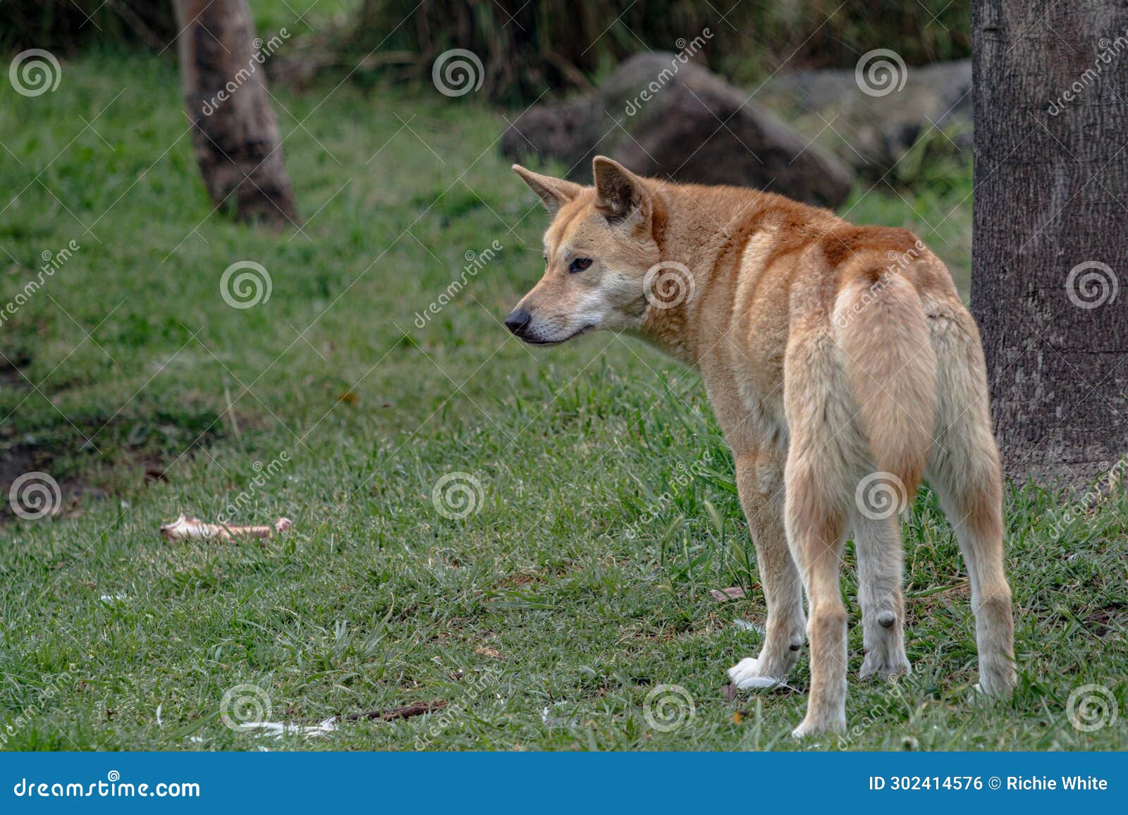 Dingo in an Enclosure, from Behind Stock Photo - Image of wild, mammal ...