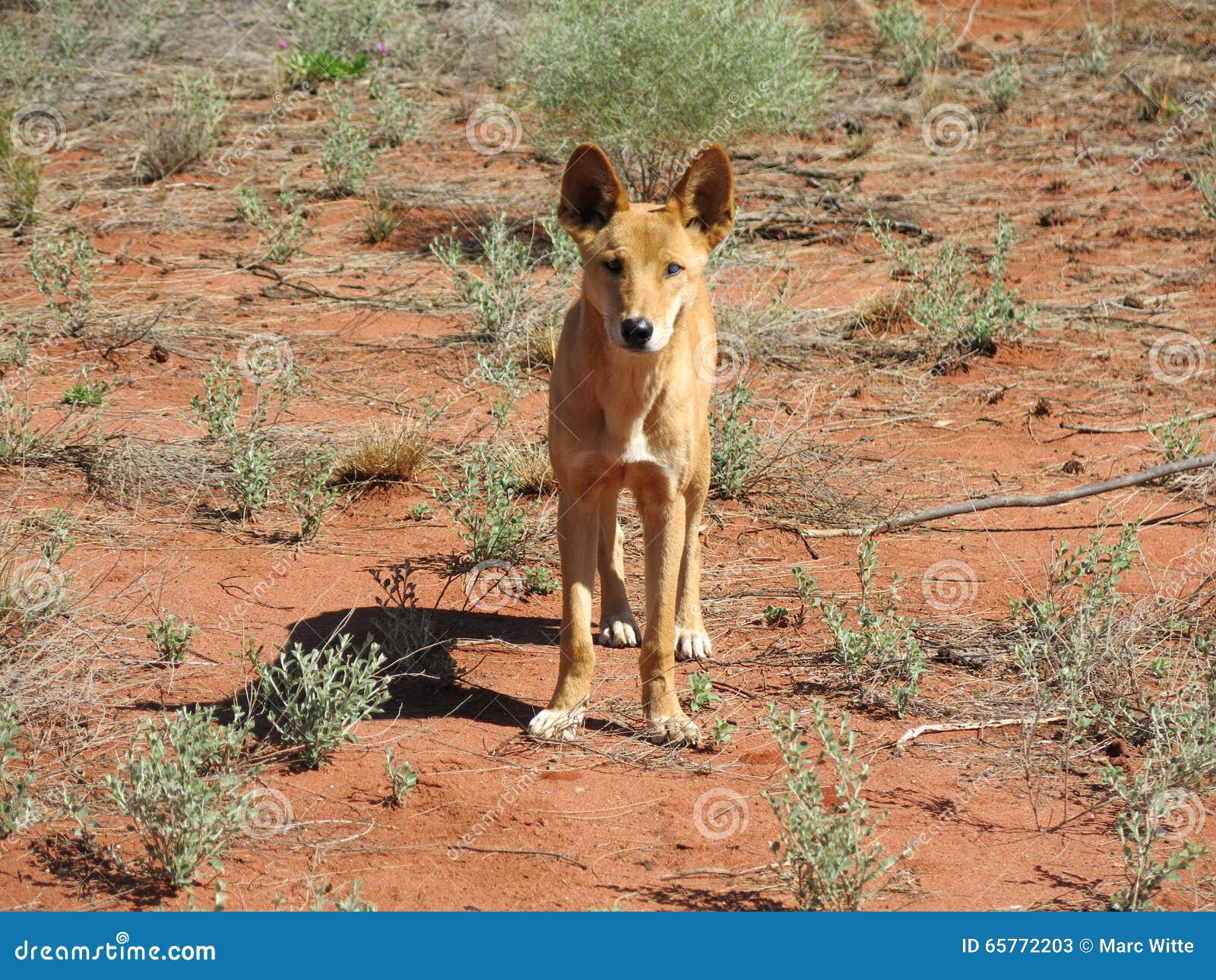 Dingo stock image. Image of australia, sandy, beach, wolf - 65772203