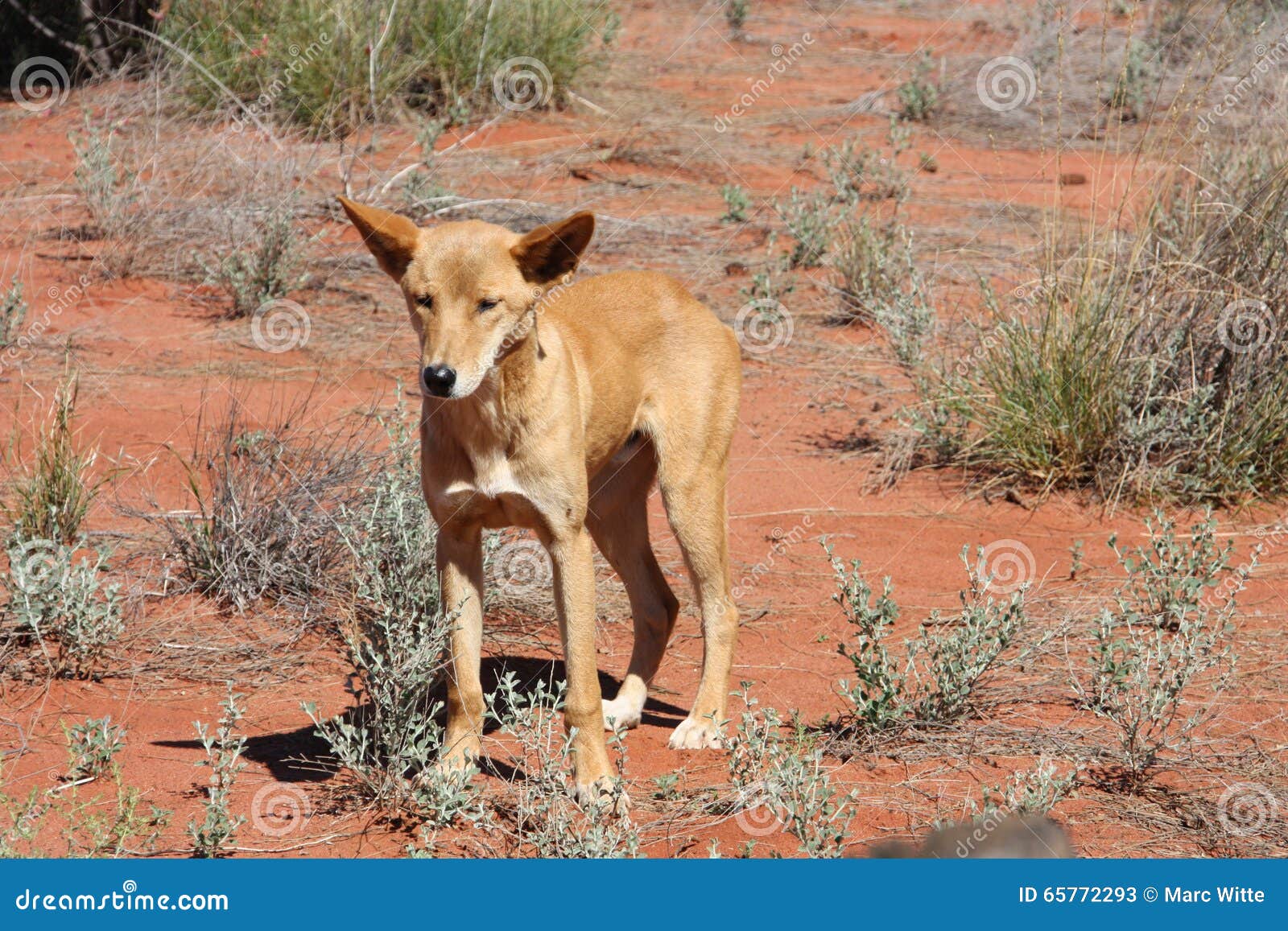Dingo stock image. Image of wolf, beach, sand, endangered - 65772293