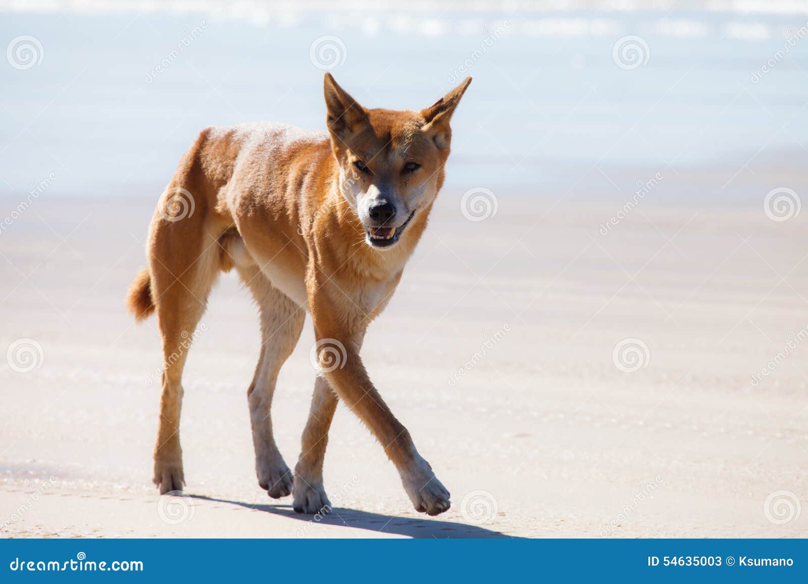 Dingo in Fraser Island Australia Stock Image - Image of wild, island ...