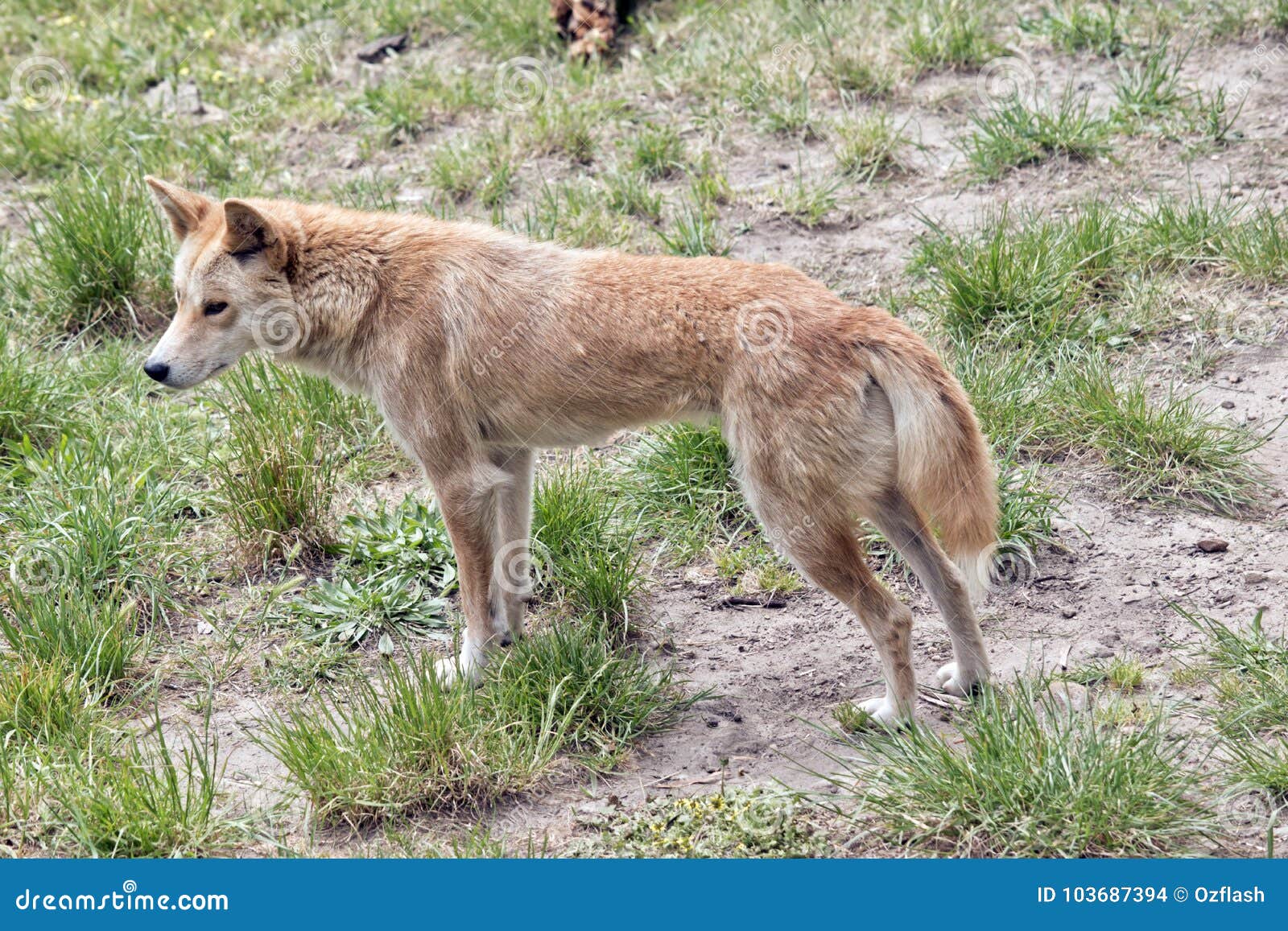 The Australian dingo stock photo. Image of back, tail - 103687394