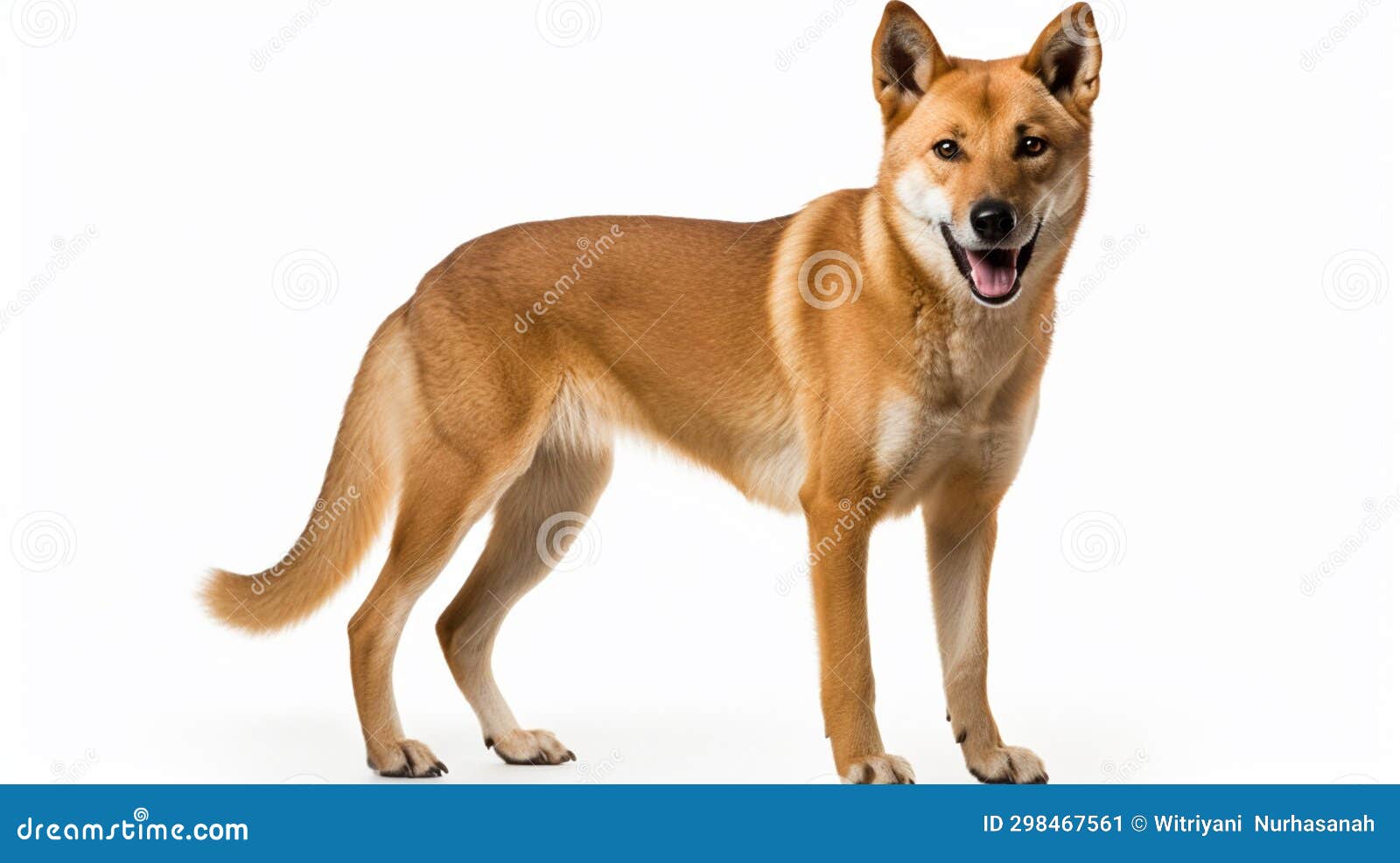 Dingo Isolated on White Background. Generative Ai Stock Illustration ...
