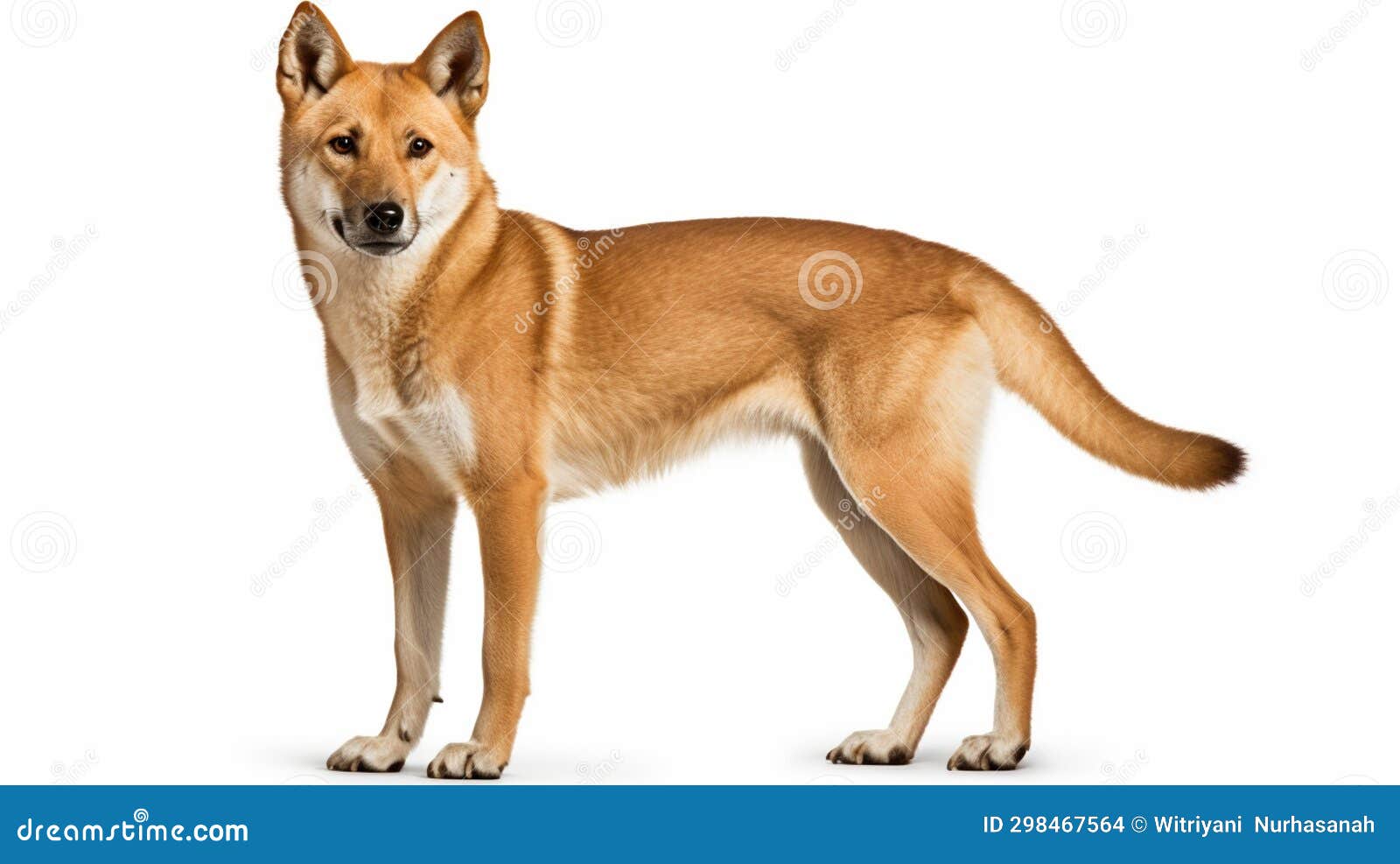 Dingo Isolated on White Background. Generative Ai Stock Illustration ...