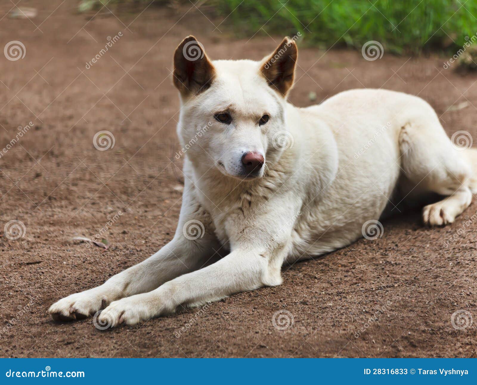 Dingo Front Stock Image | CartoonDealer.com #25658881