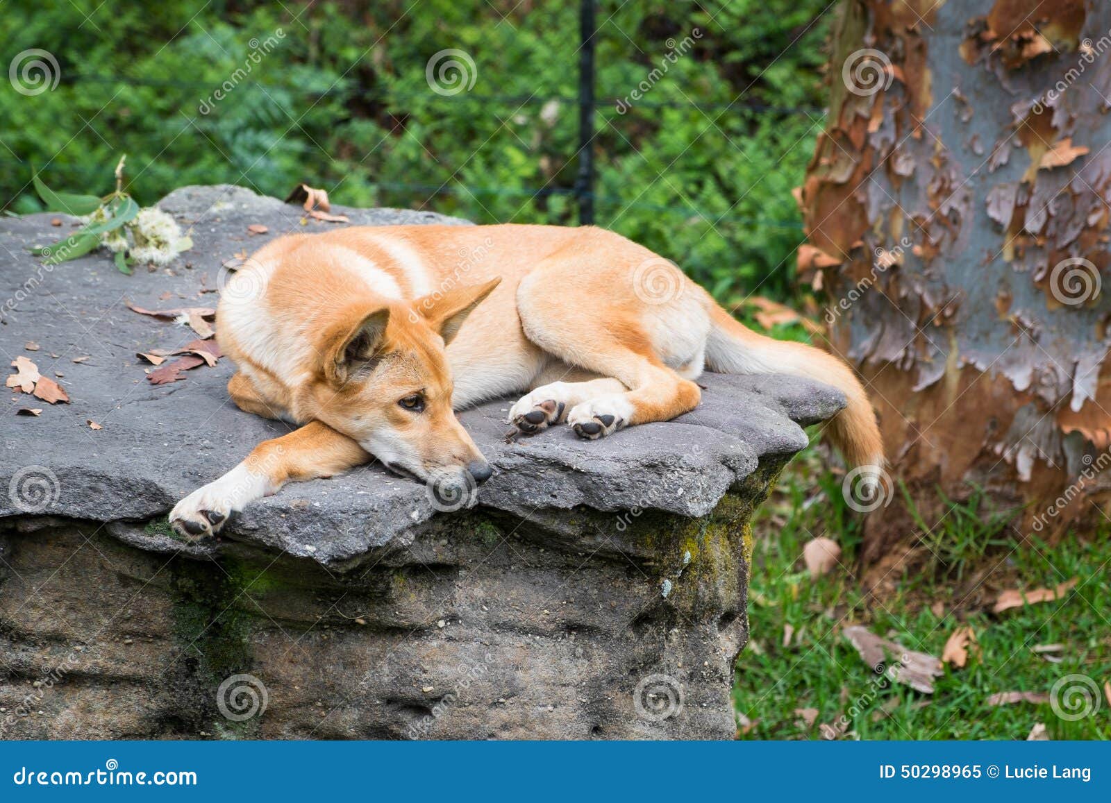 A dingo laying on a rock stock image. Image of wild, native - 50298965