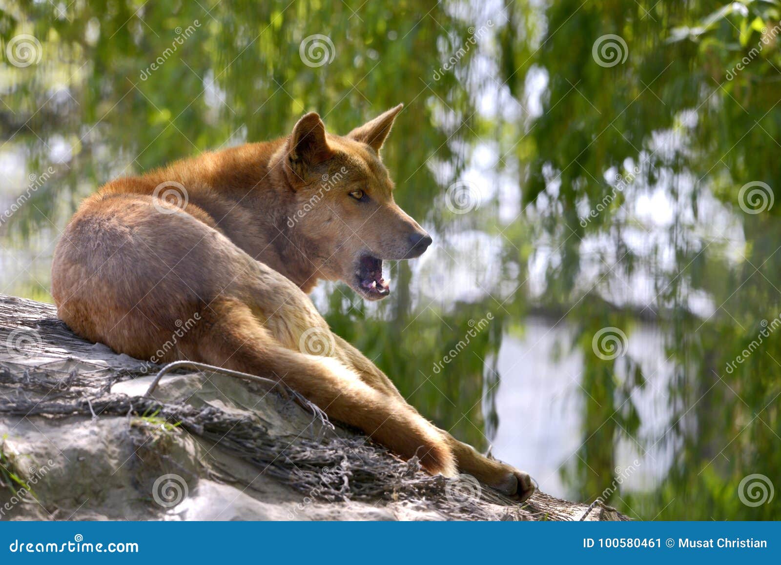 Dingo lying on rock stock image. Image of nature, canid - 100580461