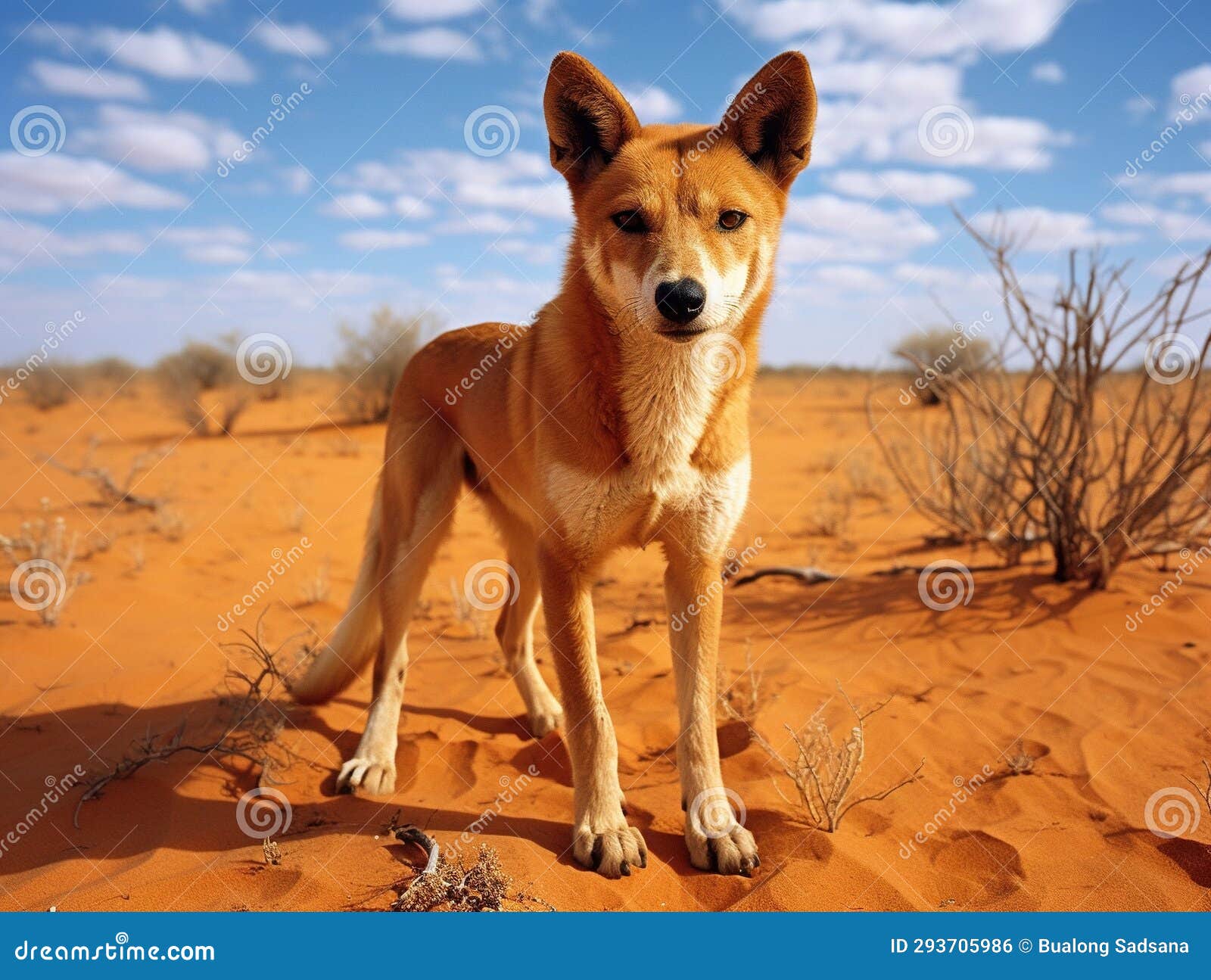 Ai Generated Illustration Wildlife Concept of Dingo Stock Illustration ...