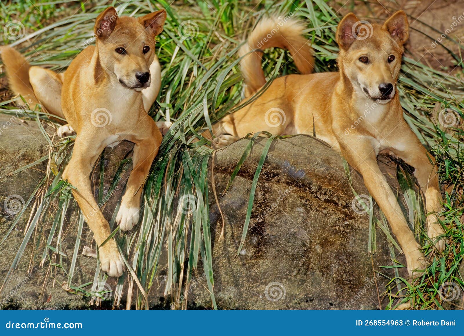Dingo stock image. Image of dingo, landscape, beach - 268554963