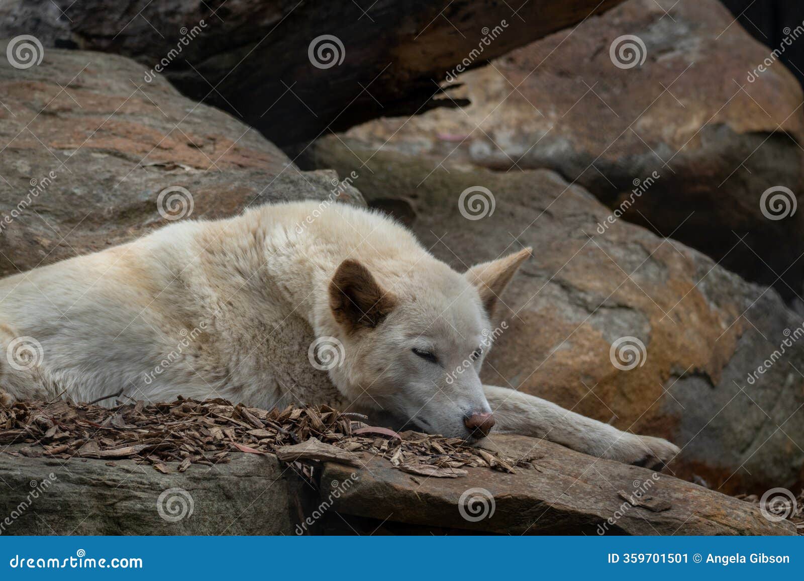 Dingo resting on rocks stock image. Image of dingo, wild - 359701501