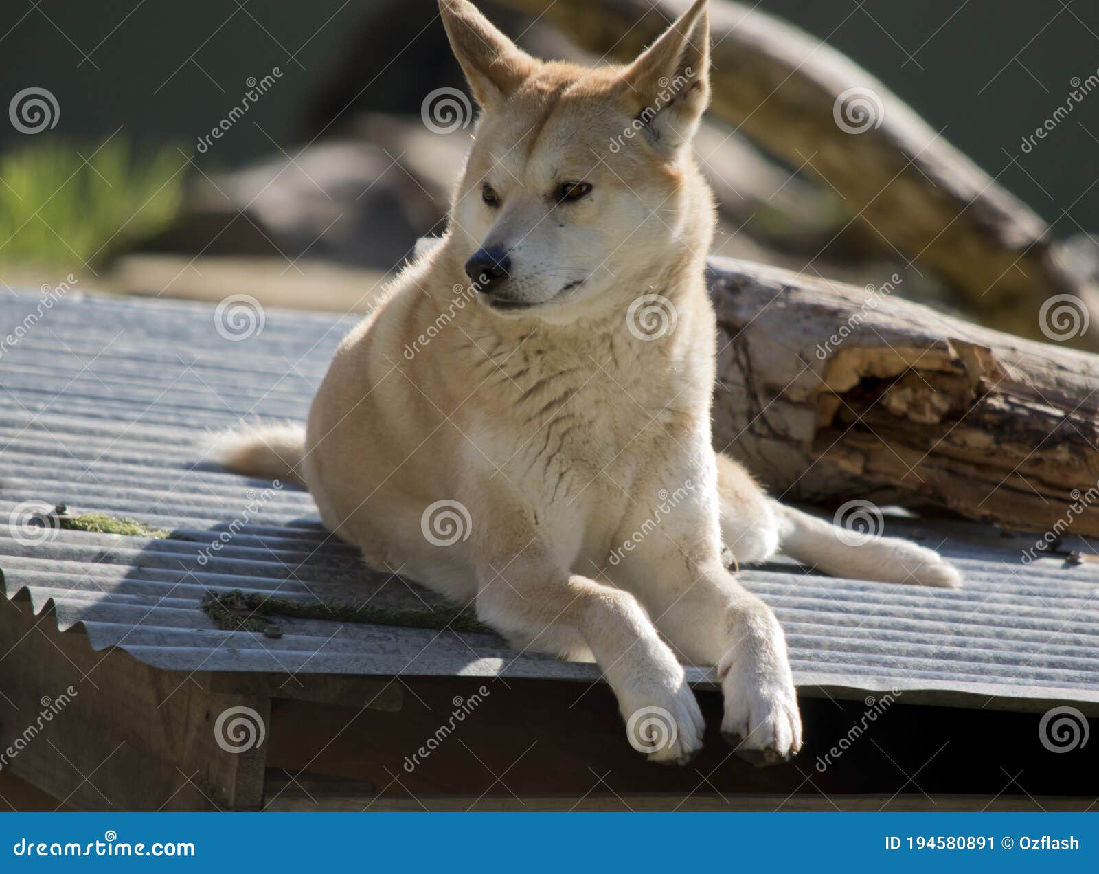 The Dingo is Resting on the Roof of Its Doghouse Stock Image - Image of ...