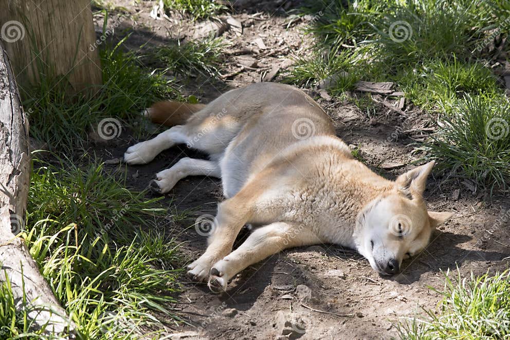 The Dingo is Resting Under a Tree Stock Photo - Image of killers ...