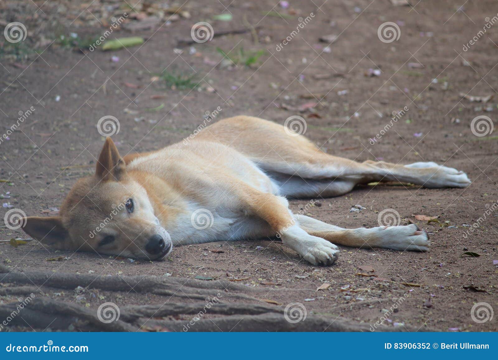 Sleeping Dingo Stock Photos - Download 11 Royalty Free Photos