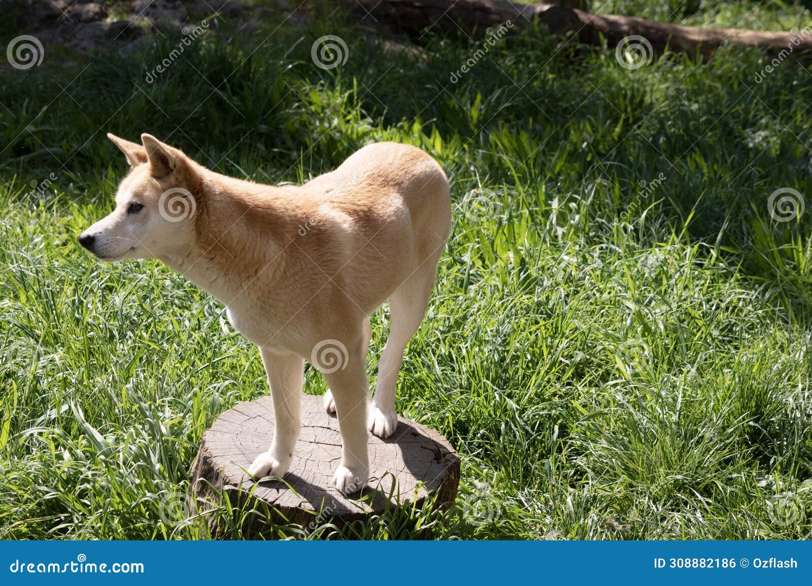 The Dingo is Standing on a Tree Log Stock Photo - Image of nose, wolf ...