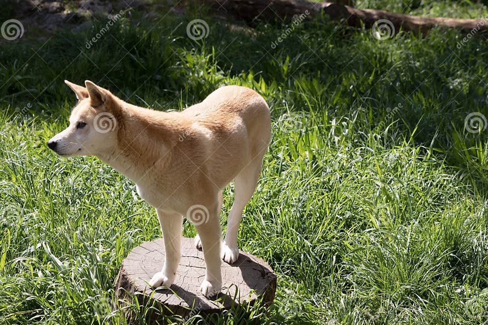 The Dingo is Standing on a Tree Log Stock Photo - Image of nose, wolf ...