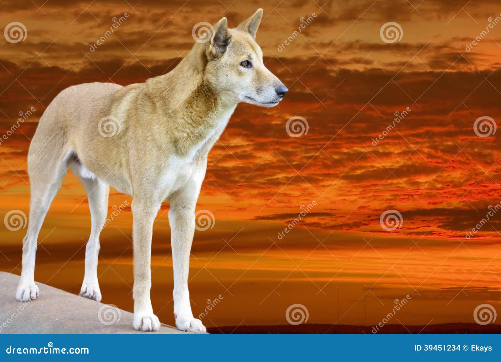 Dingo in the sunset stock photo. Image of orange, atmosphere - 39451234
