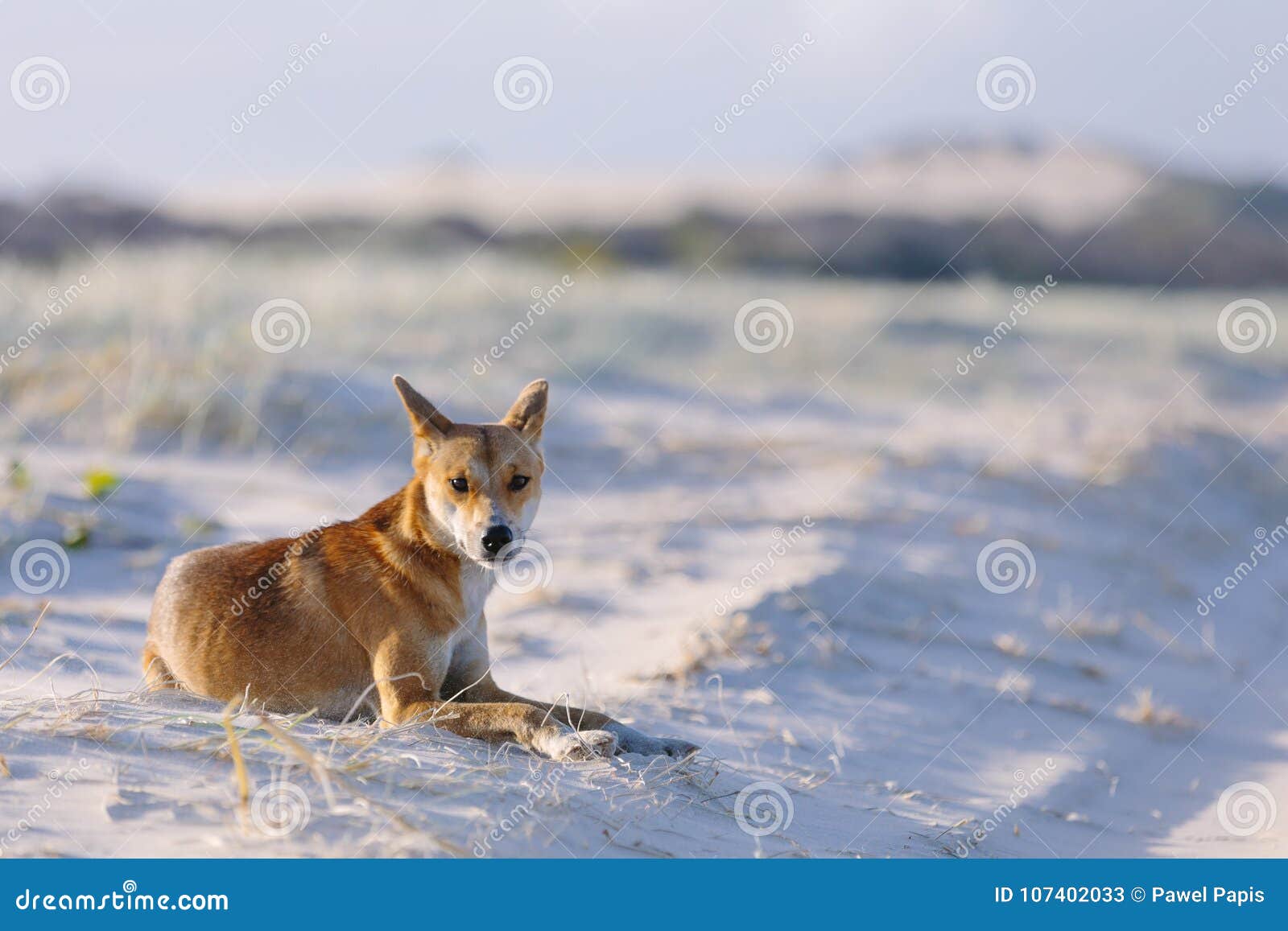 Dingo Sur La Plage Australienne Image stock - Image of sable, île ...