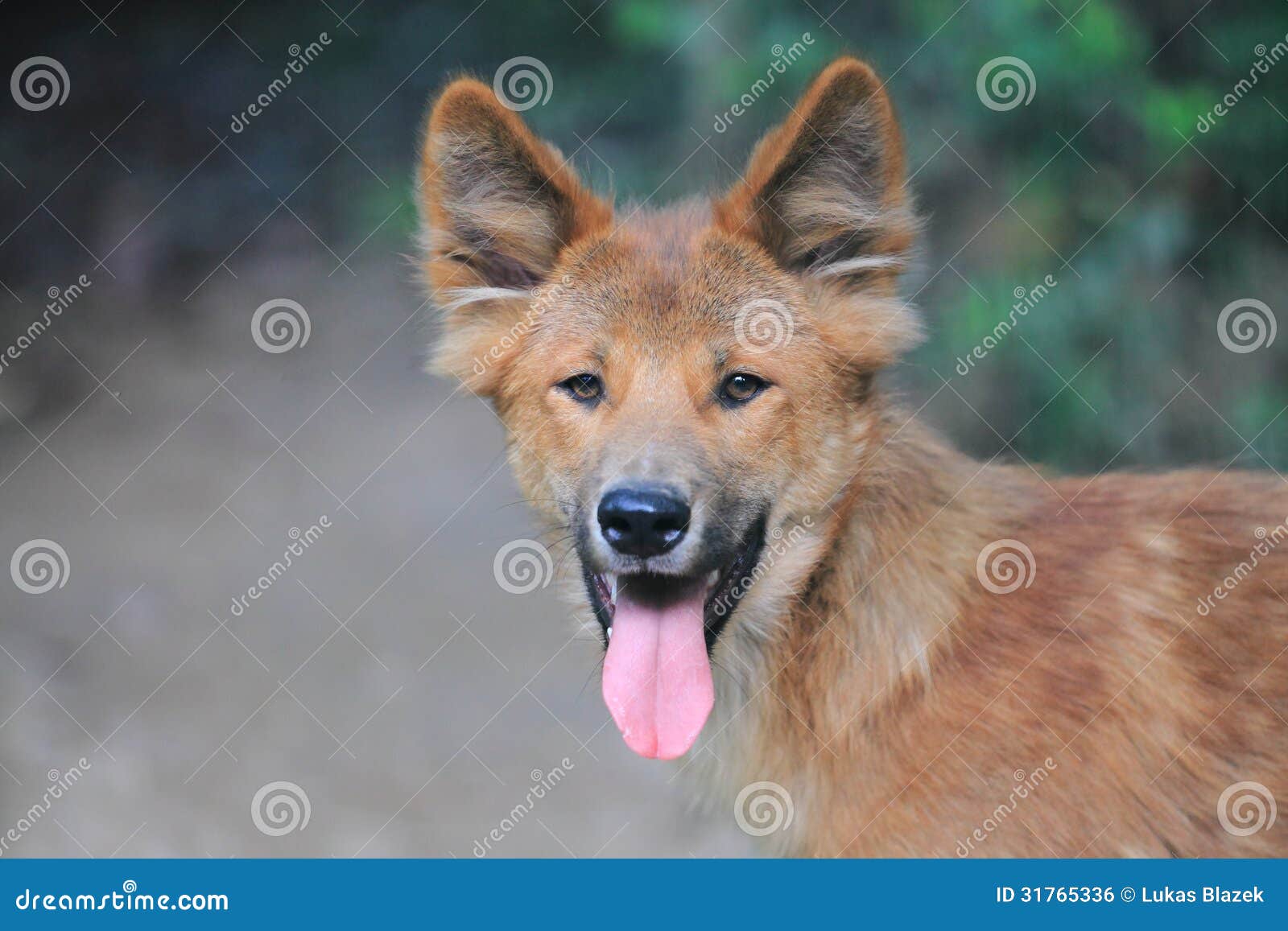 Dingo stock photo. Image of upper, tongue, animal, australia - 31765336